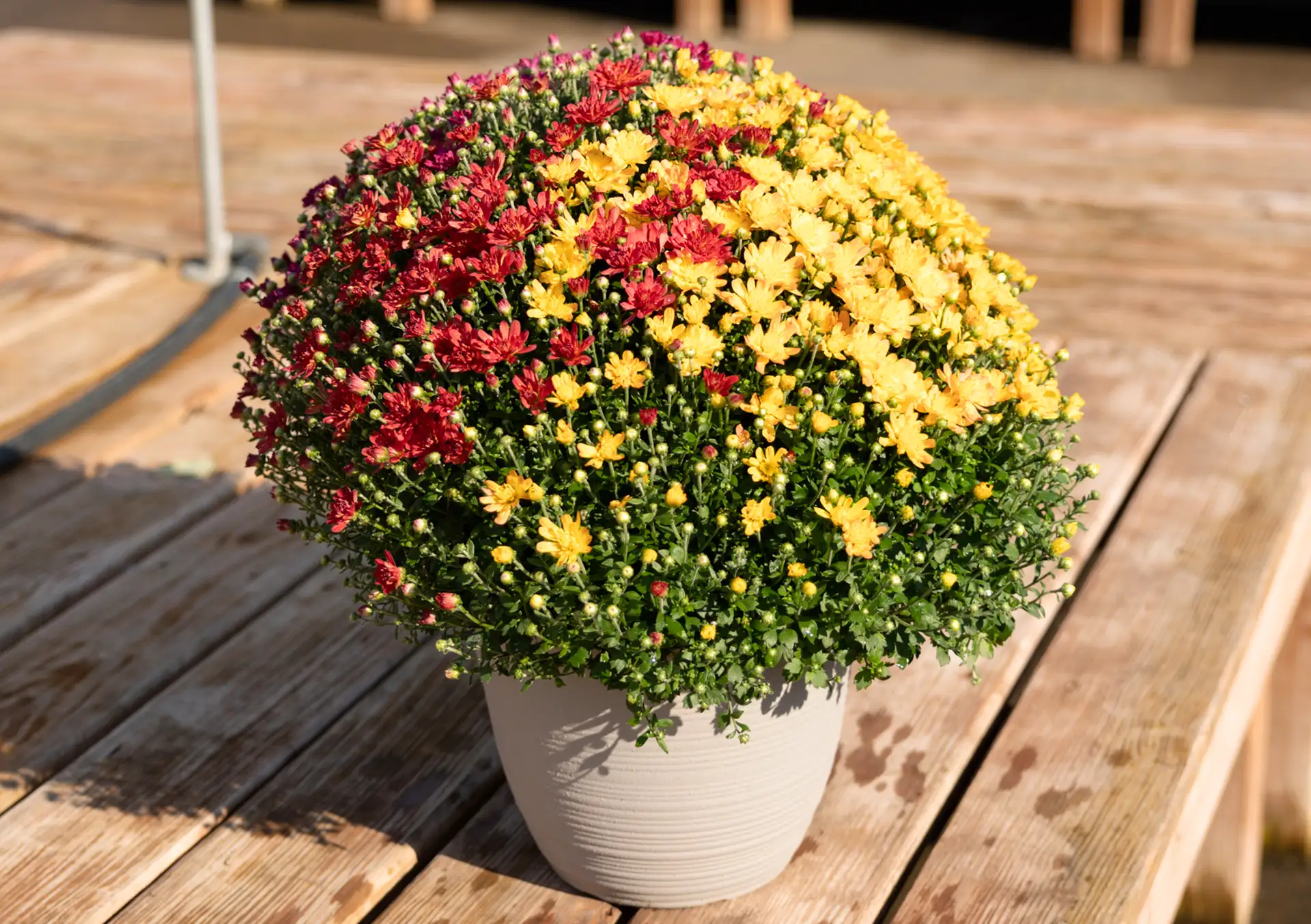 Beautiful Flower Delivery in Minneapolis | Bachman's Floral, Home and ...