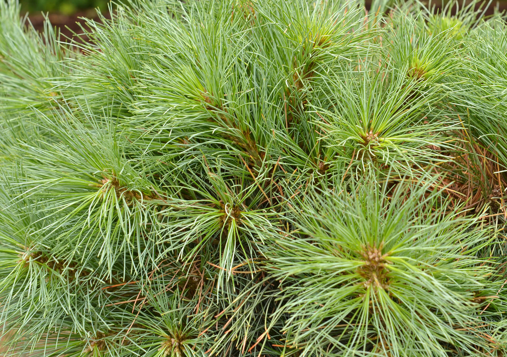 Evergreen Trees for Sale in Minnesota at Bachman's