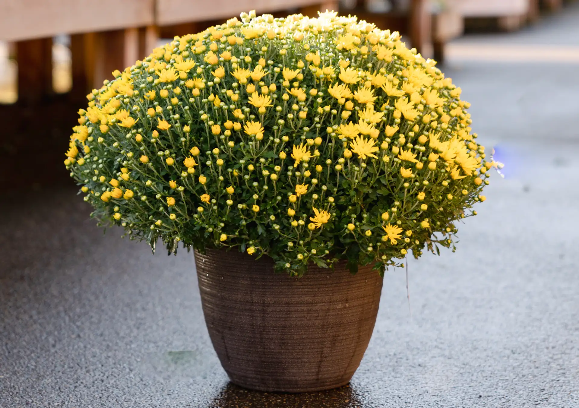 Weekly Sales and Deals at Bachman's | See What's On Sale