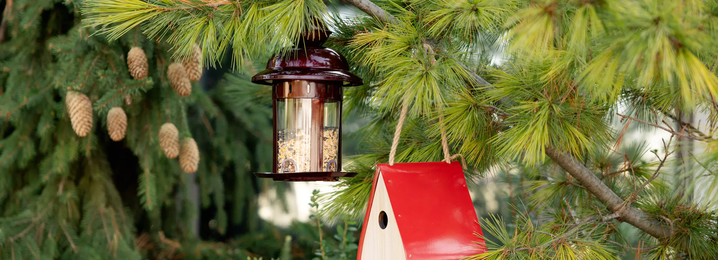 Bachman's Garden & Plant Care Information | Garden Experts