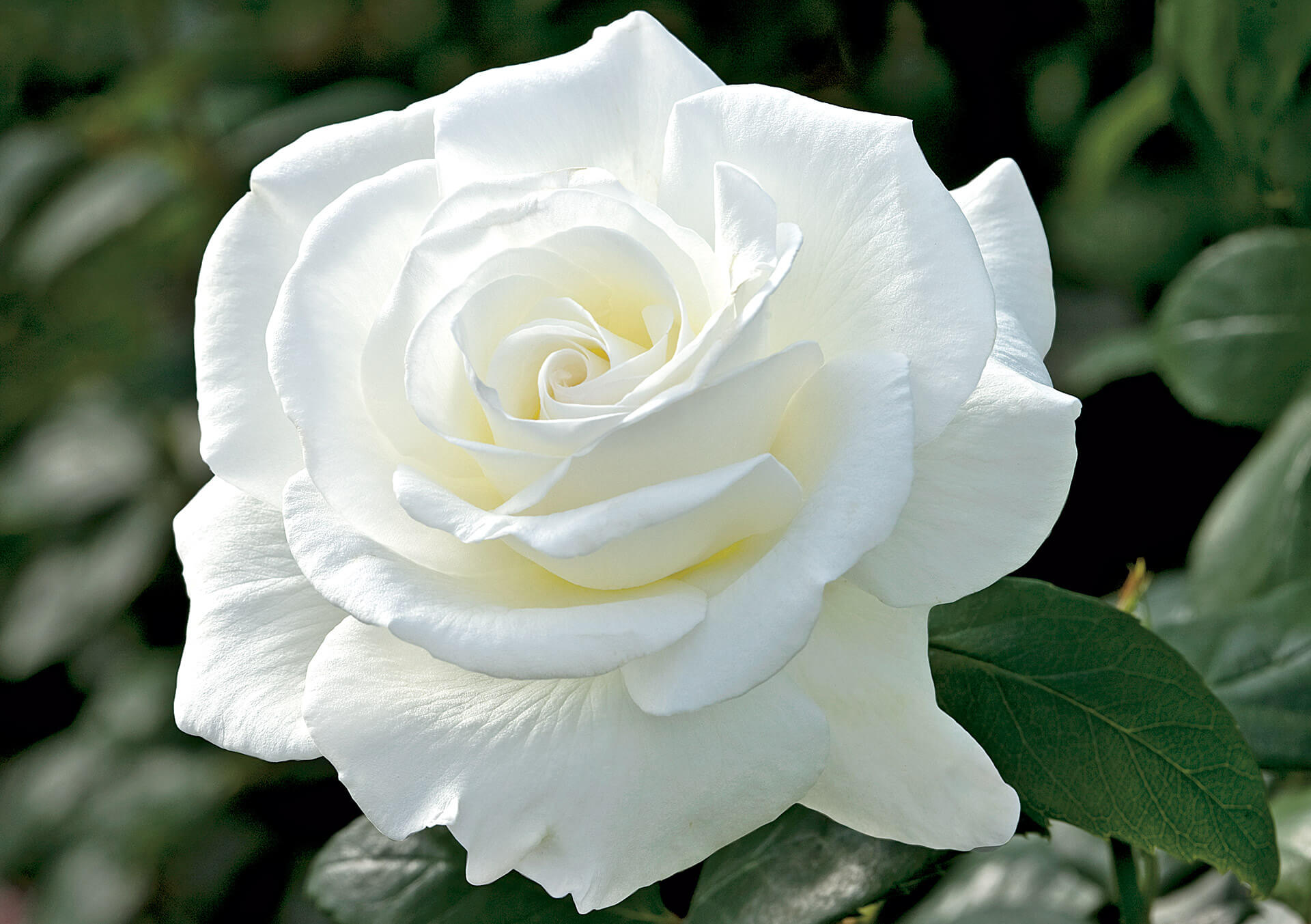 Shop garden hybrid roses for delivery | Bachman's Minneapolis