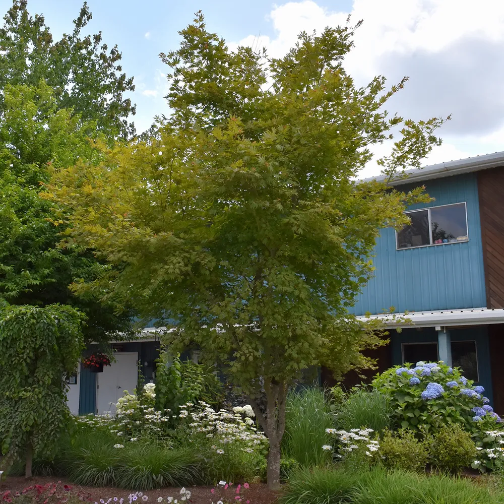 Yard Trees for Sale in Minnesota at Bachman's