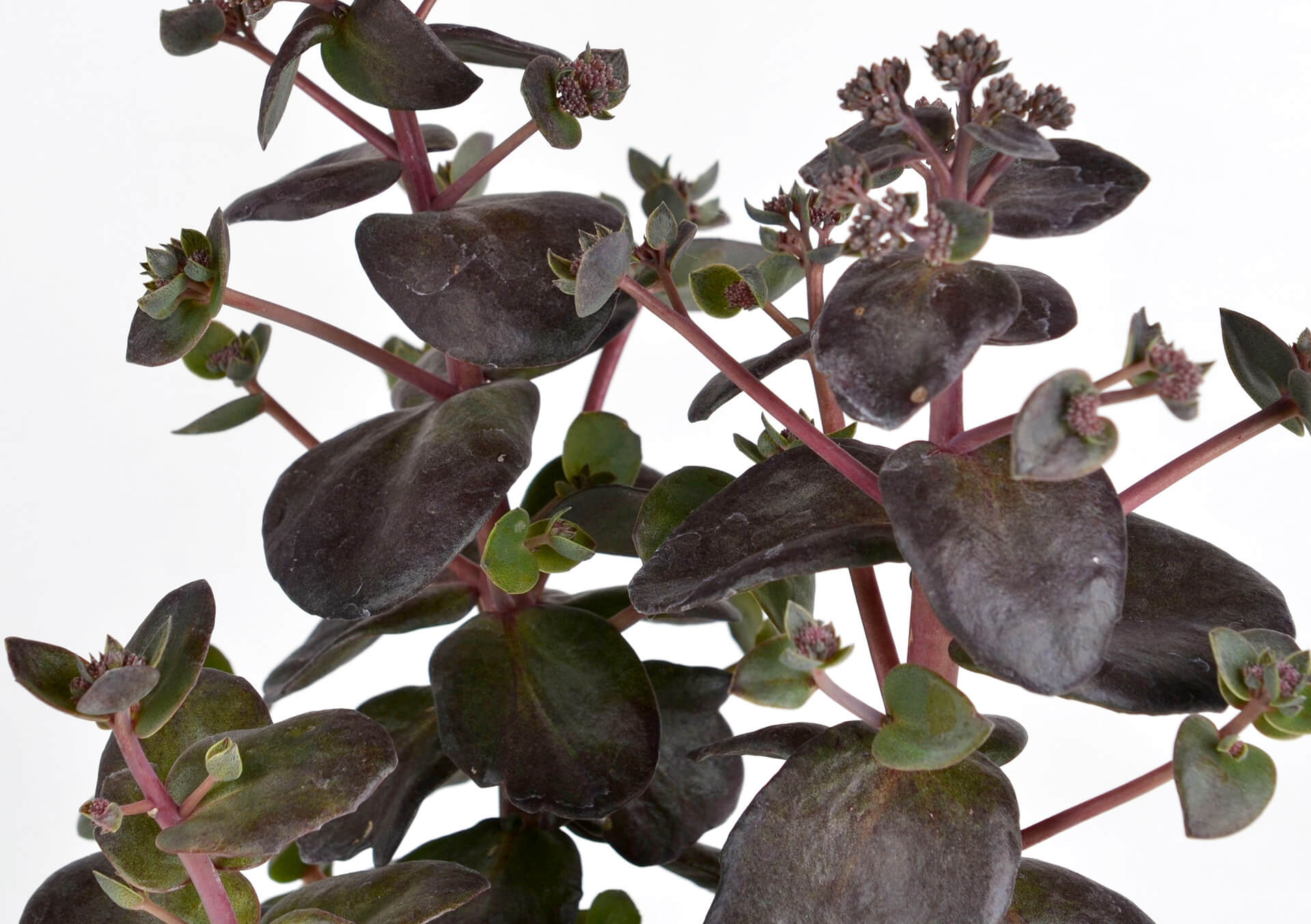 Specialty Perennial Gardens | Bachman's
