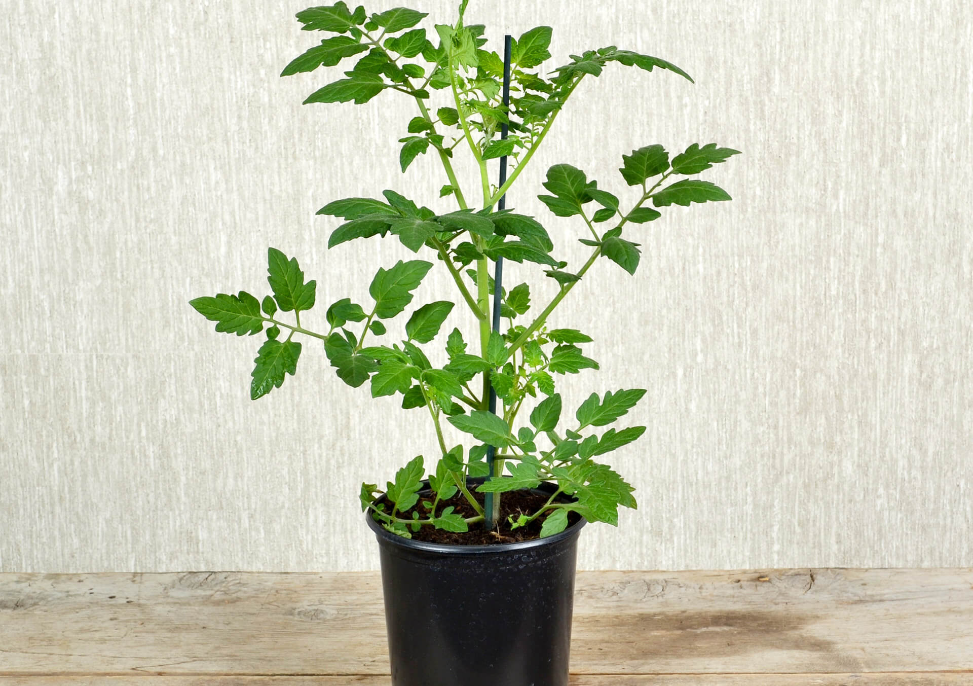 Edible Garden Plants for Sale in Minnesota at Bachman's