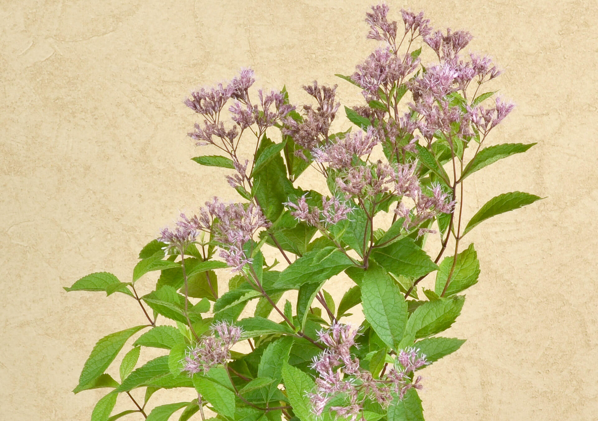 Cutting Garden | Bachman's