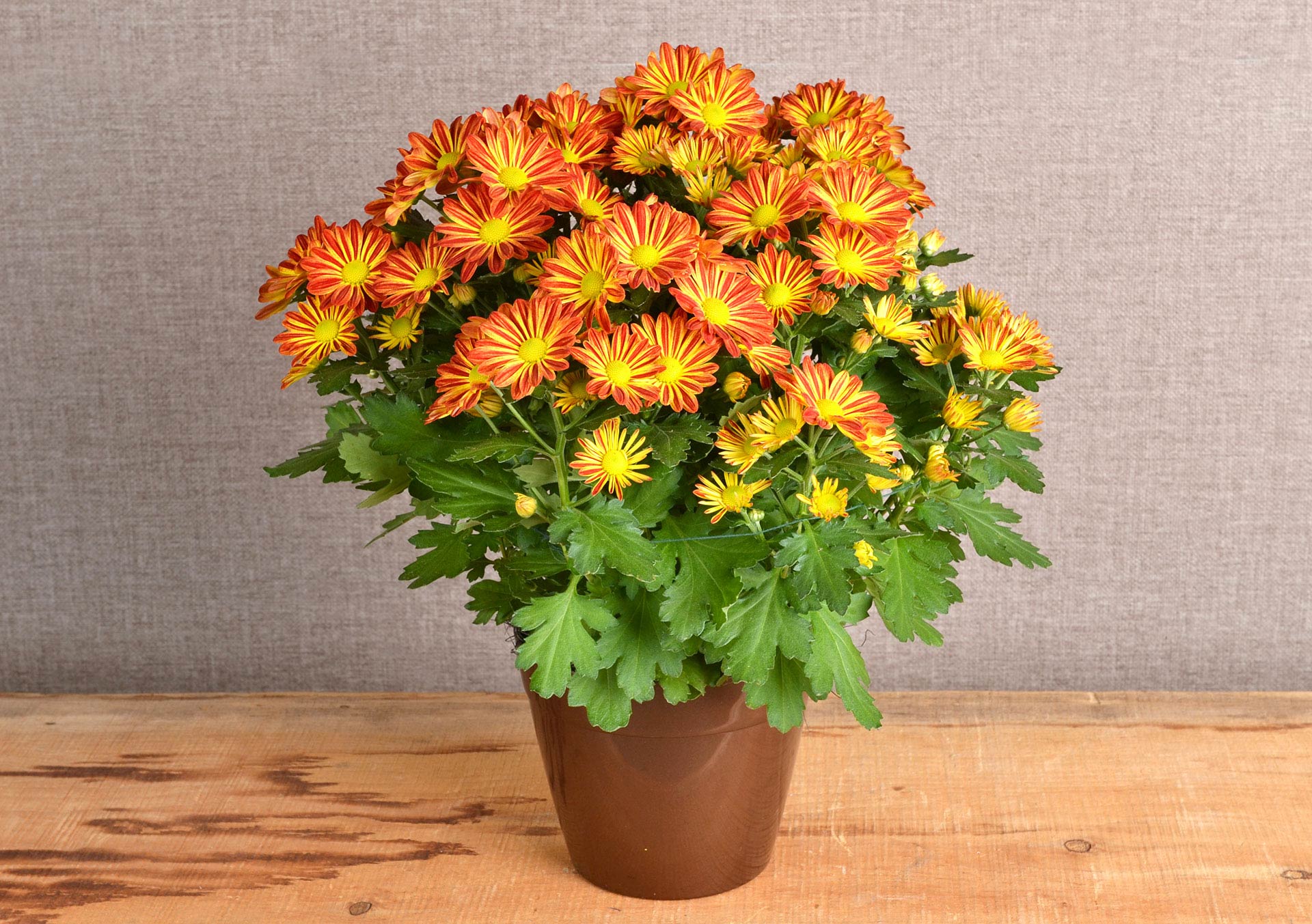 Minneapolis Flower Delivery | Bachman's Floral, Home and Garden