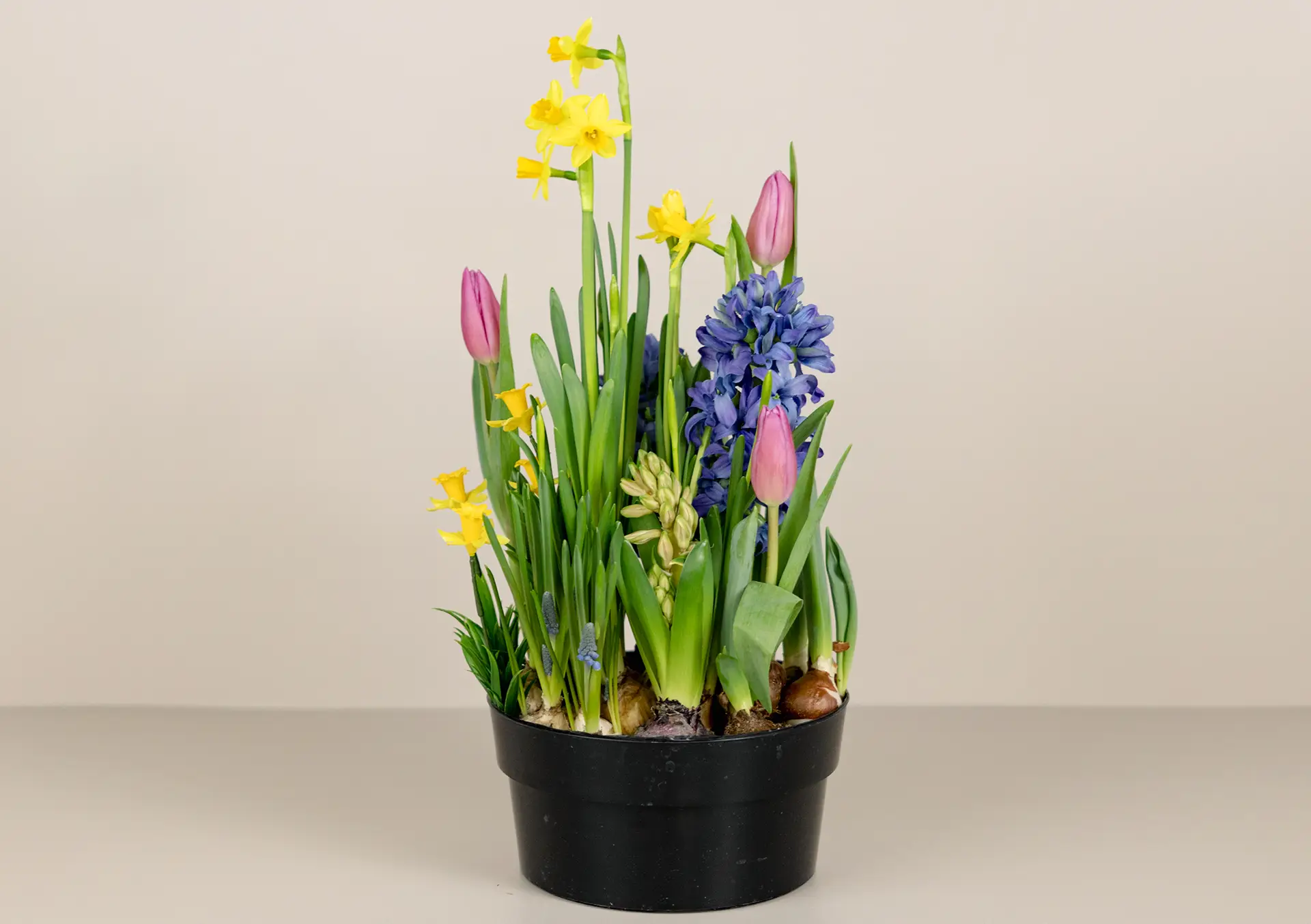 Blooming Indoor Plants for Sale in Minnesota at Bachman's