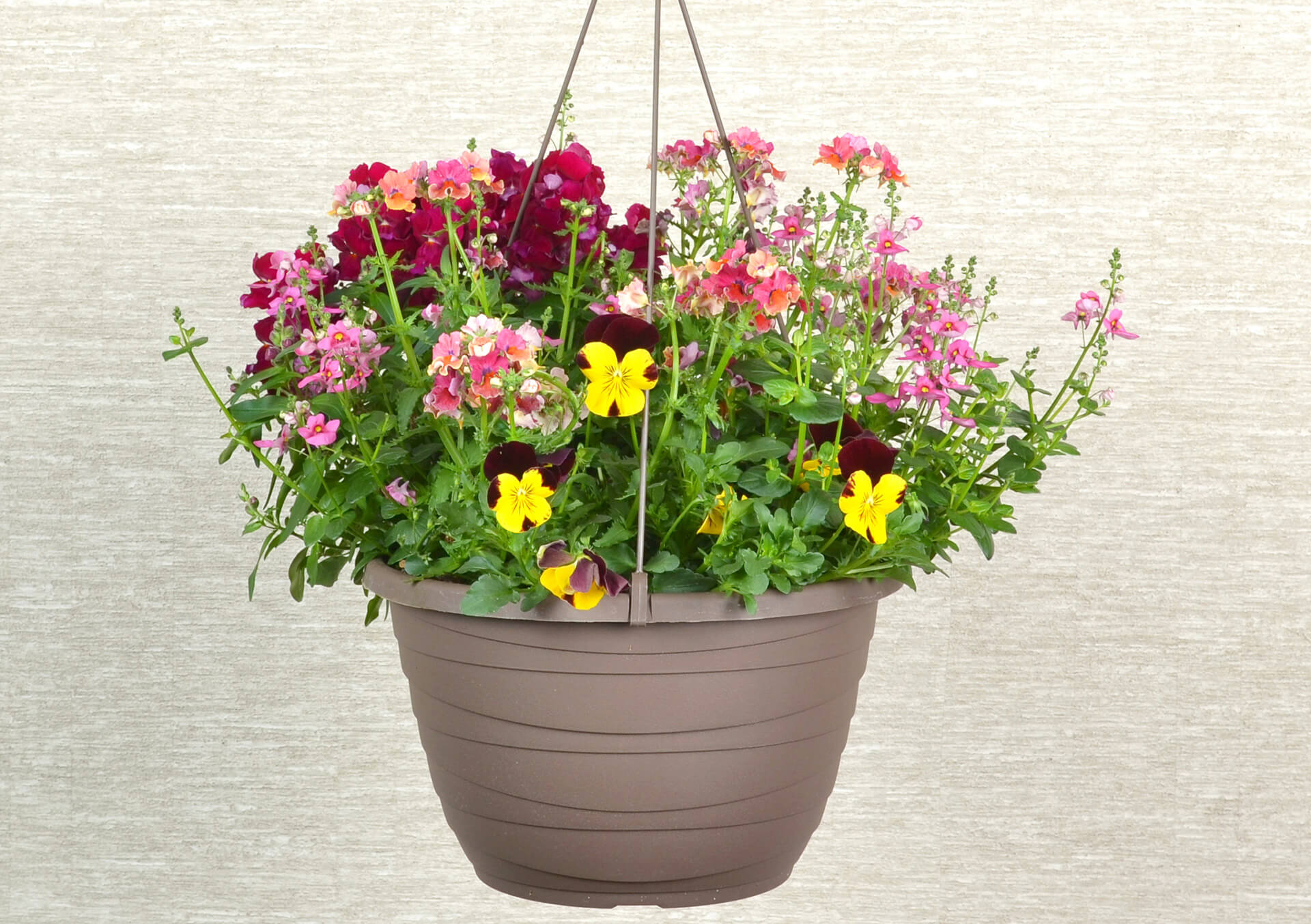 Weekly Sales and Deals at Bachman's | See What's On Sale