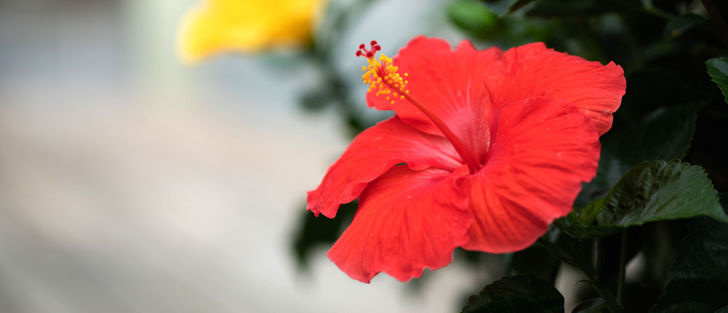 Bachman's Garden & Plant Care Information | Garden Experts