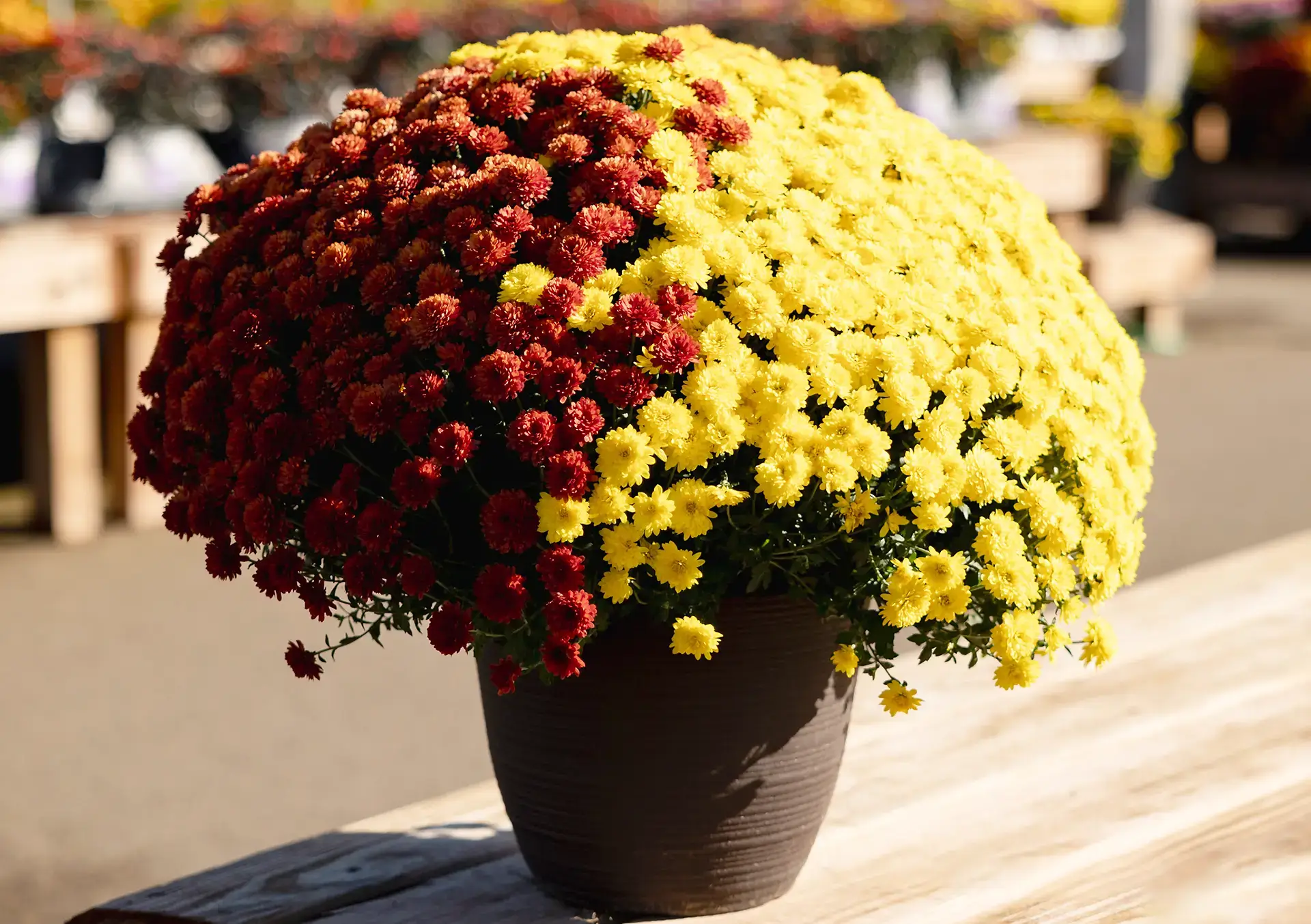 Patio Planters | Bachman's