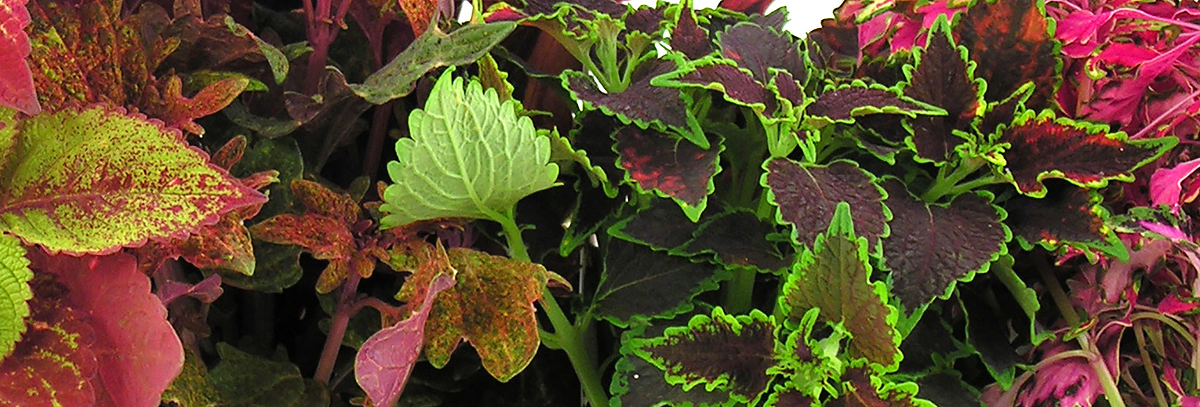 Bachman's Garden & Plant Care Information | Garden Experts