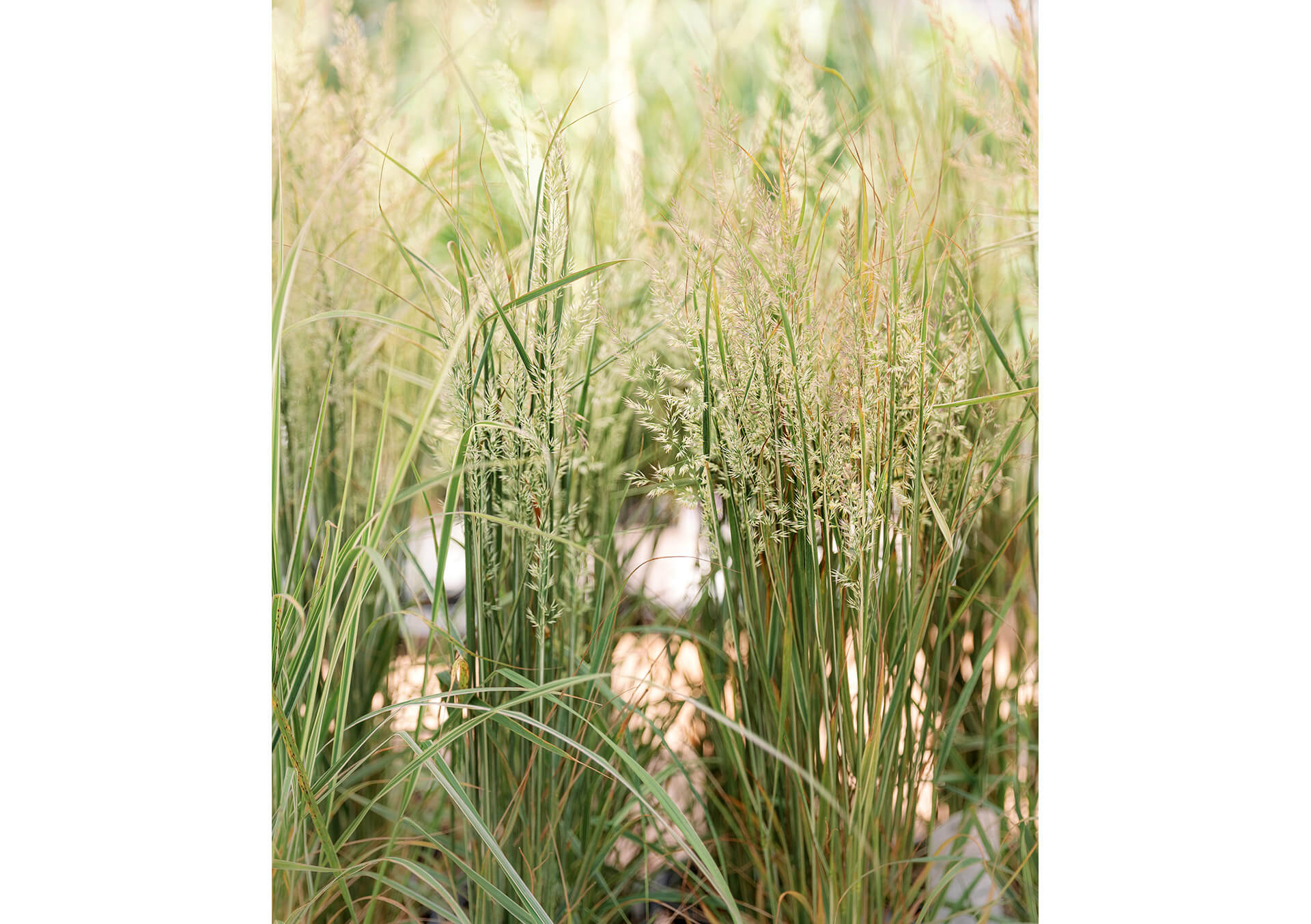 Specialty Perennial Gardens | Bachman's