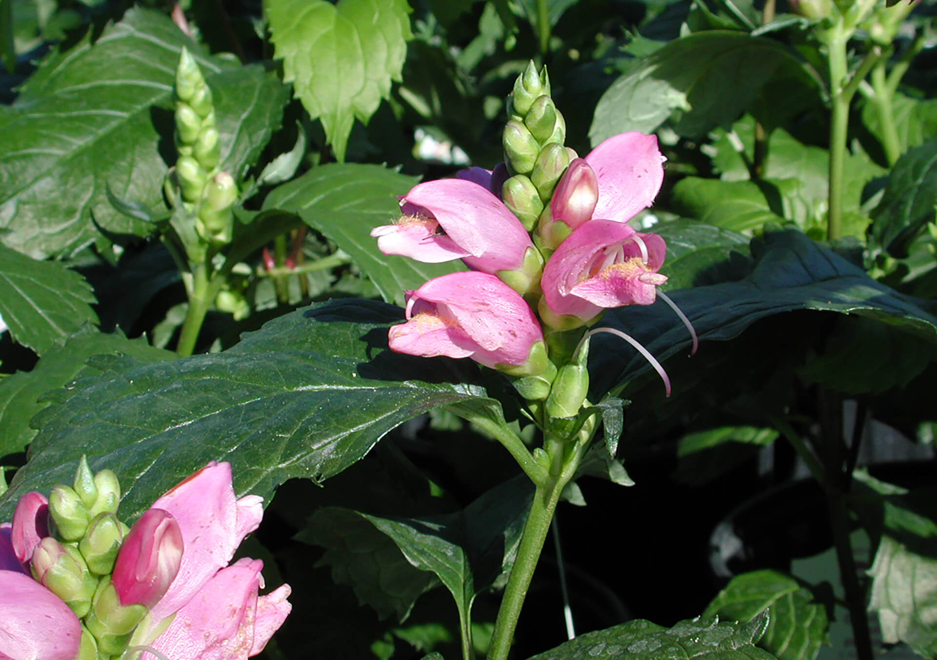 Summer Garden & Landscape | Bachman's