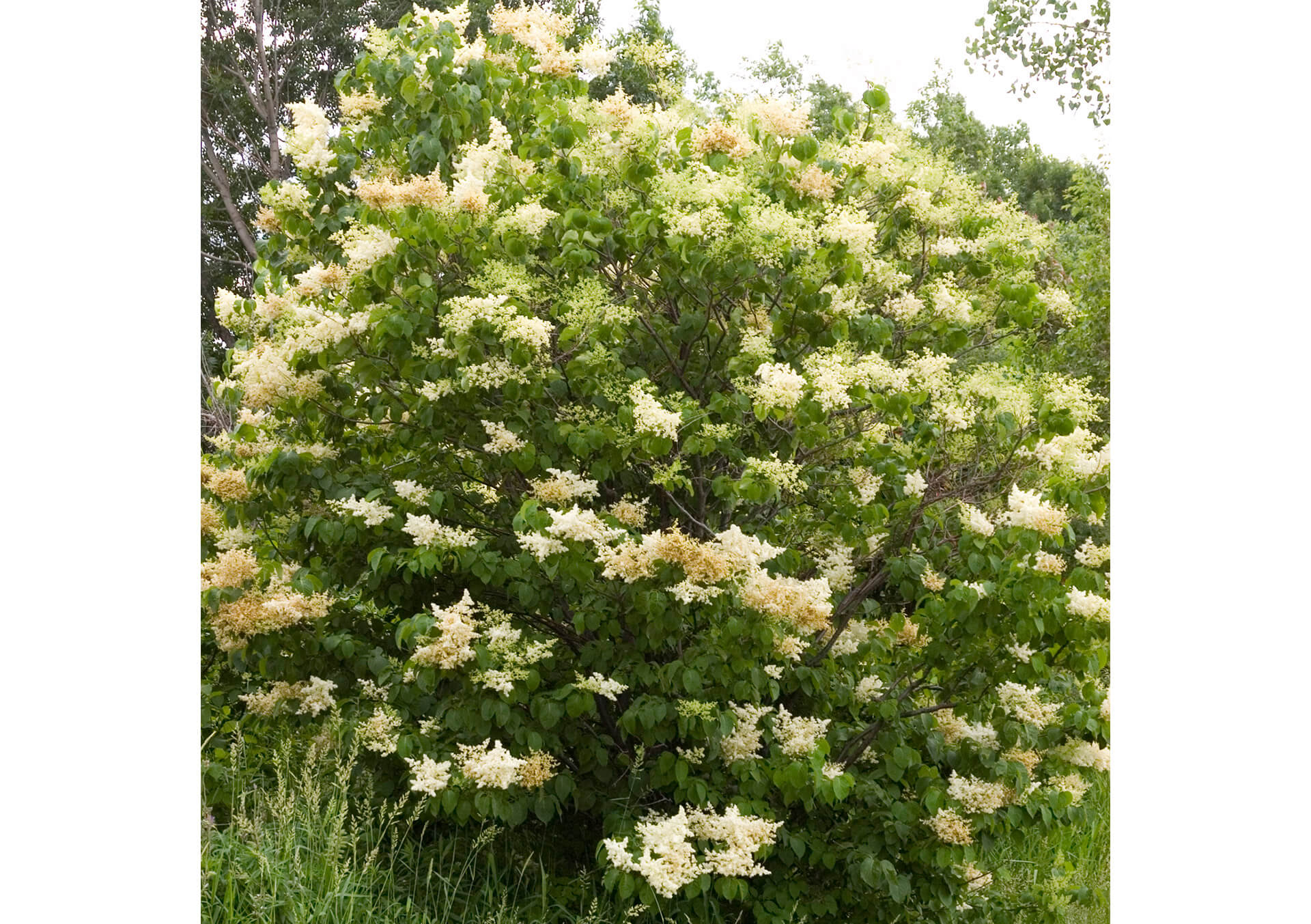 Yard Trees for Sale in Minnesota at Bachman's