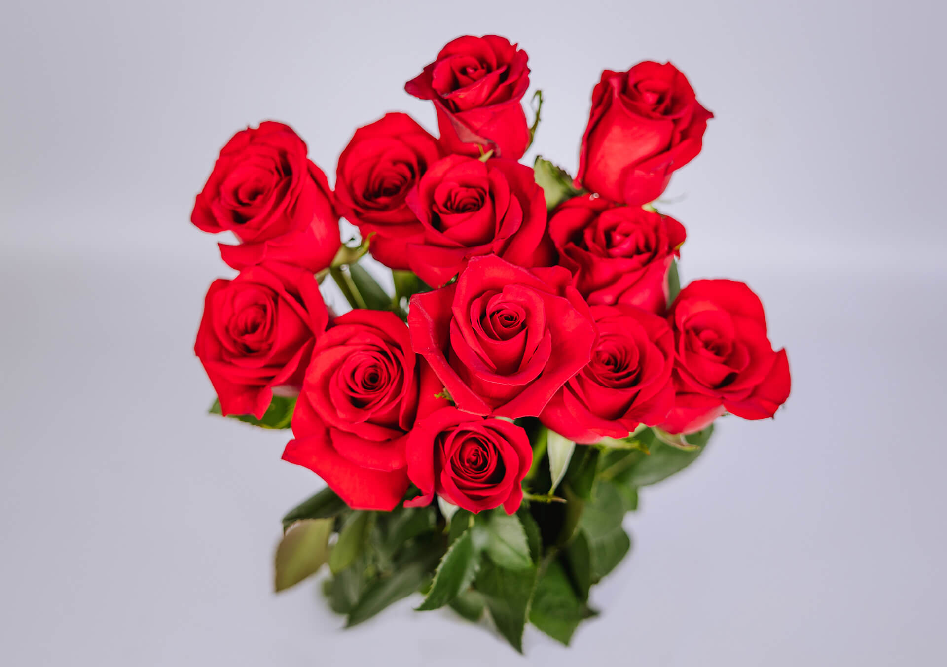 Send Bunches, Bouquets, and Flower and Plant Stems + Minneapolis ...