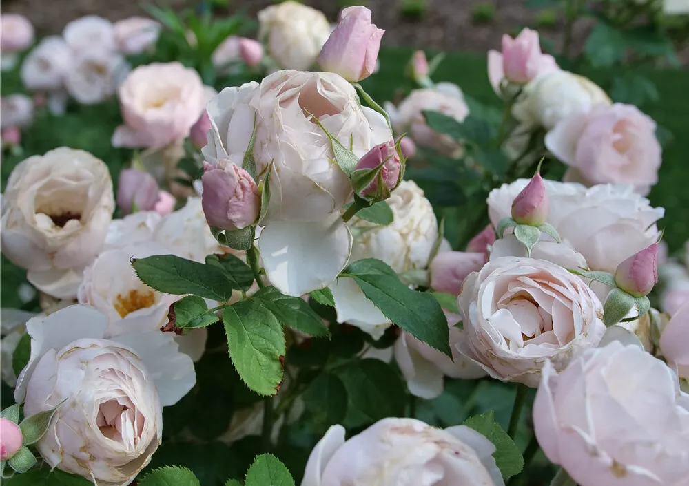 Garden Roses for Sale and Delivery in Minnesota from Bachman's