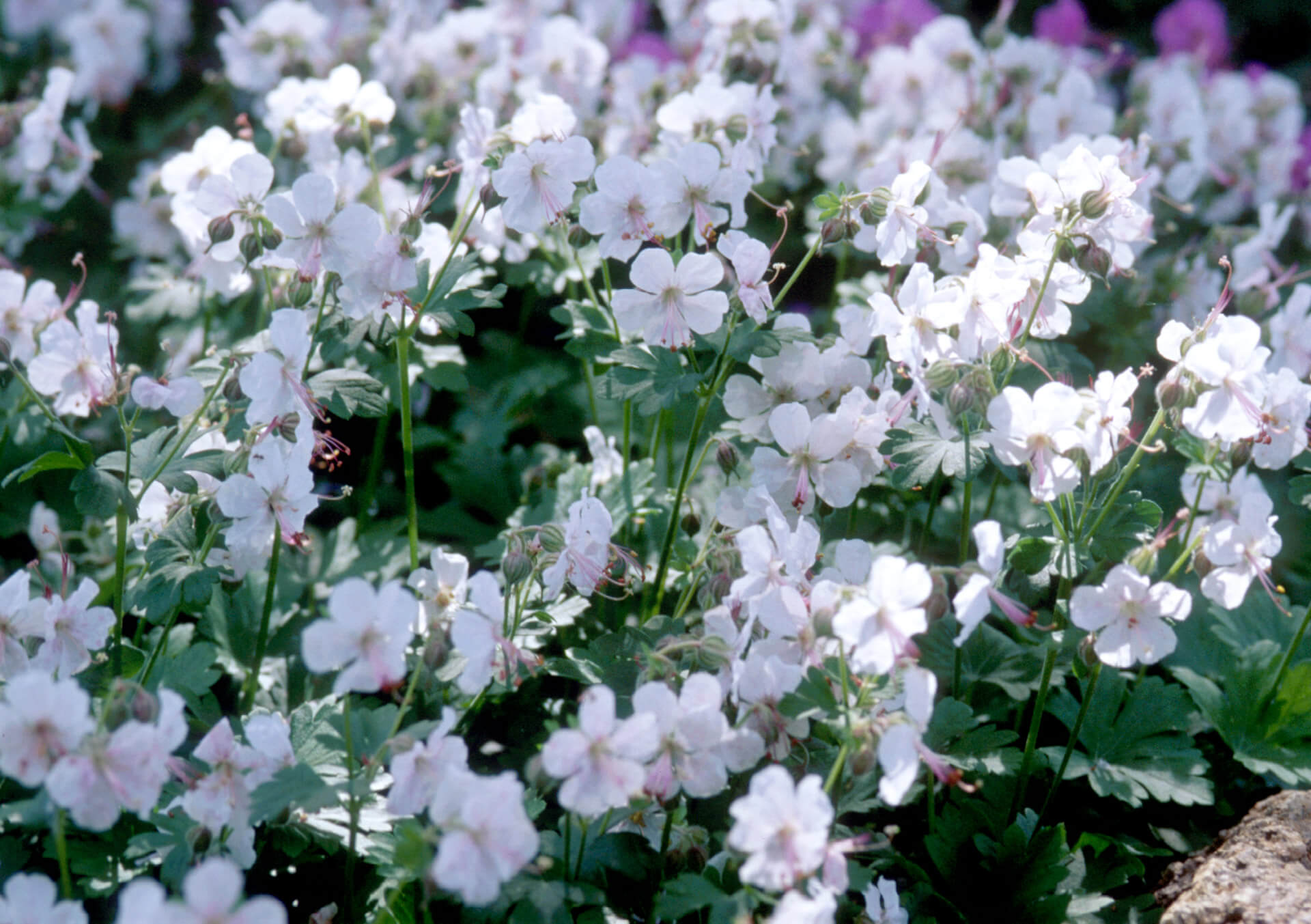Perennials by Bloom Season | Bachman's