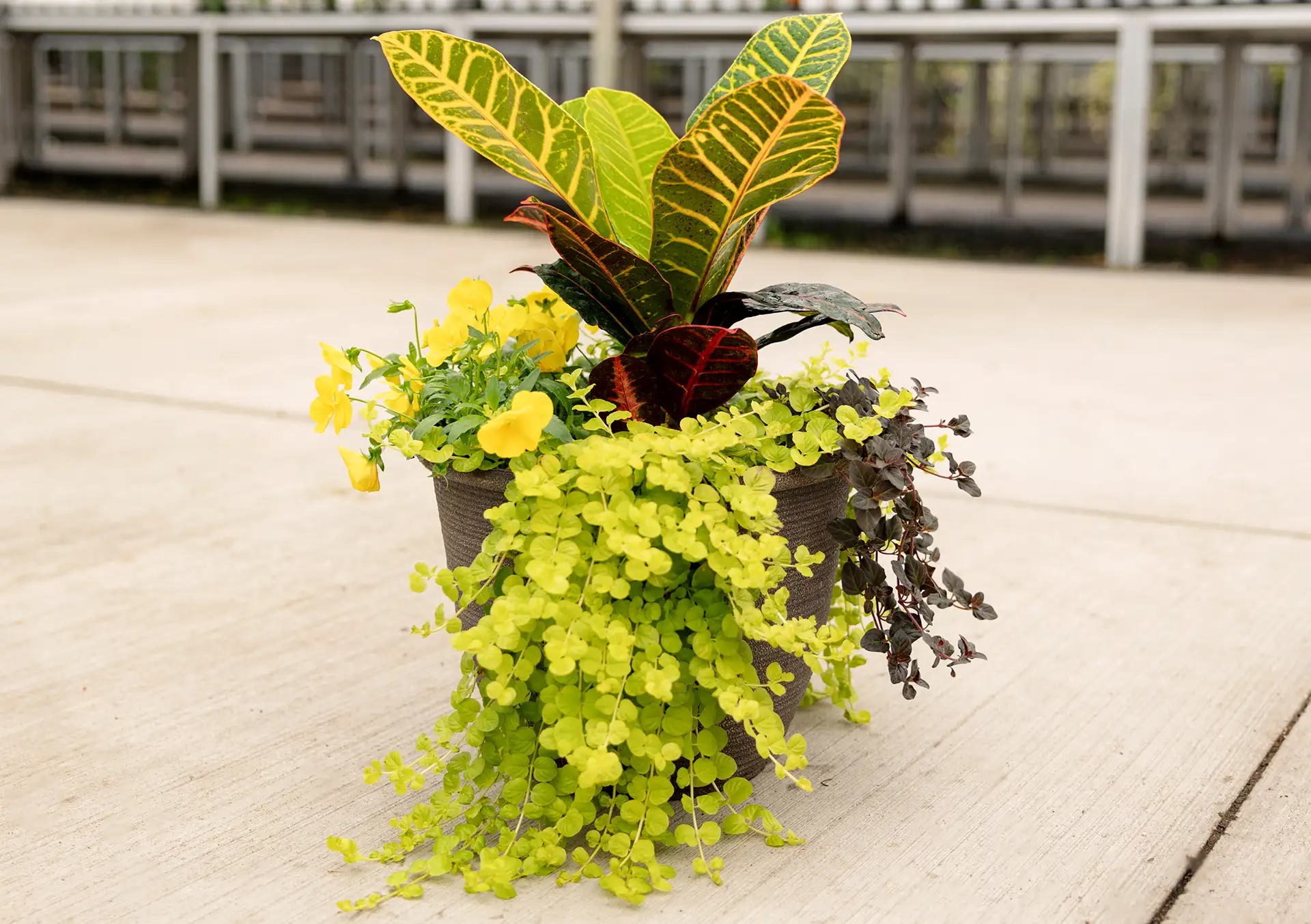 Patio Planters | Bachman's