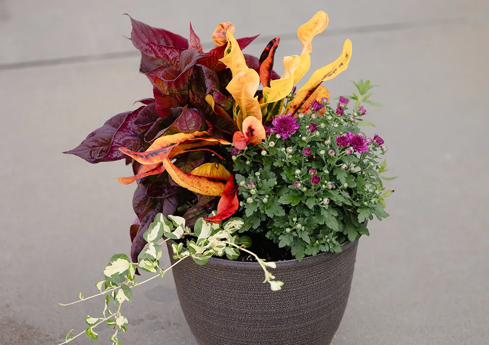Patio Planters | Bachman's