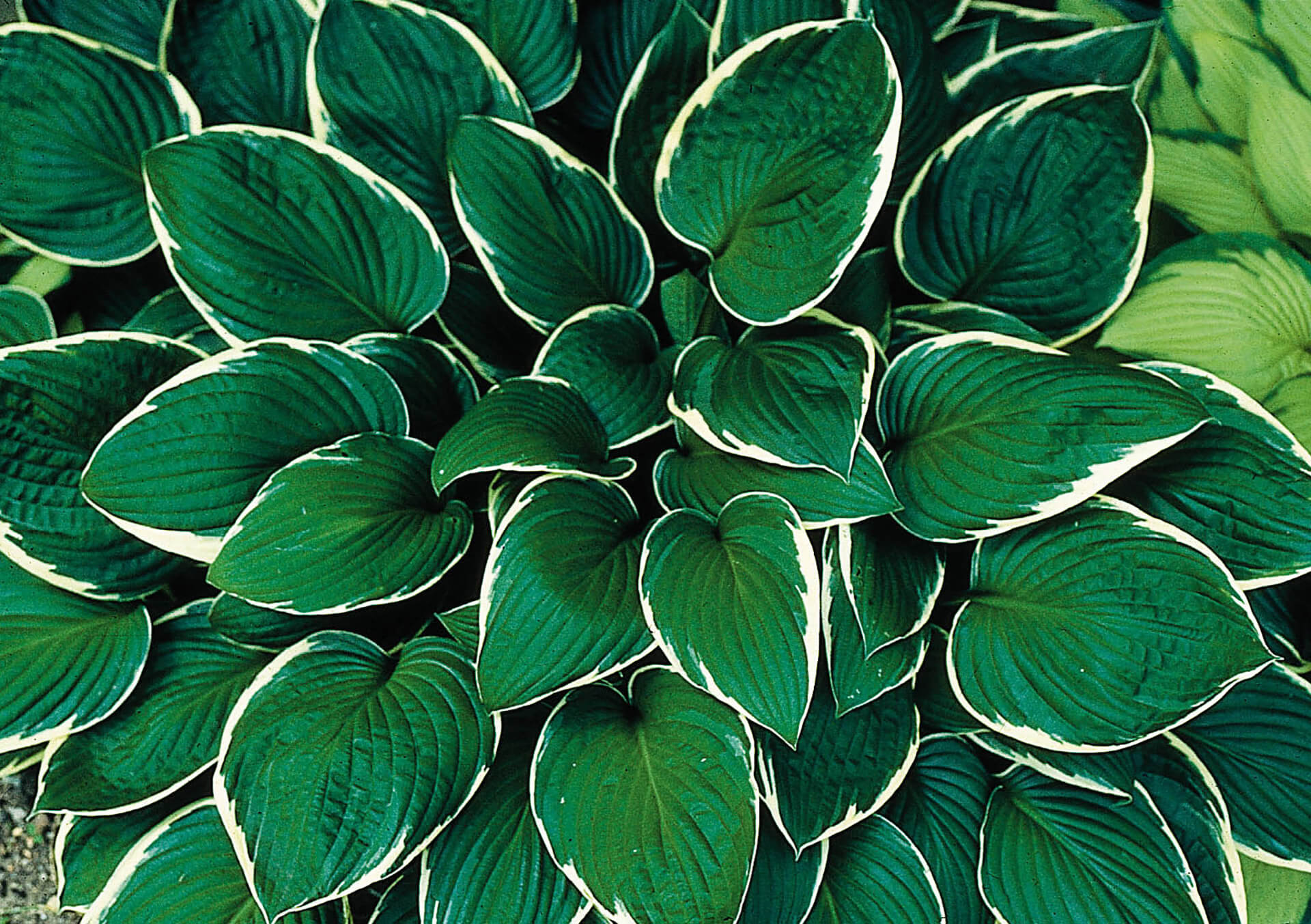 Specialty Perennial Gardens | Bachman's