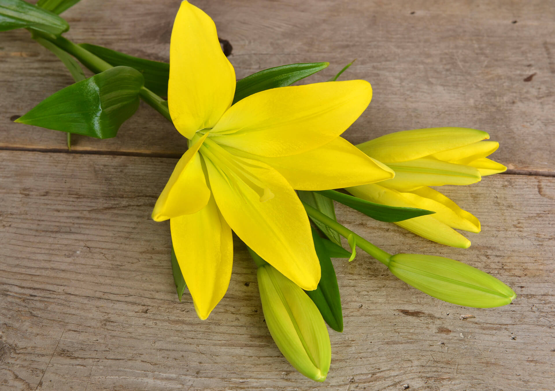 Send Bunches, Bouquets, and Flower and Plant Stems + Minneapolis ...