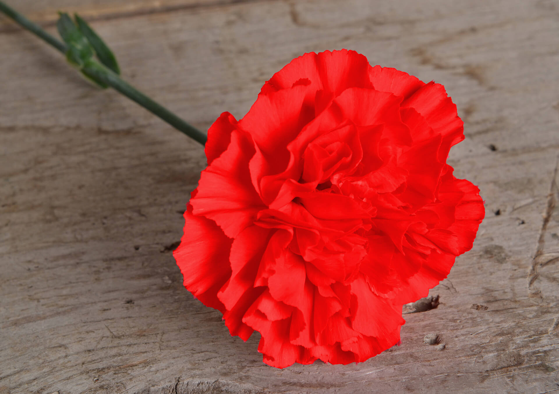 Send Bunches, Bouquets, and Flower and Plant Stems + Minneapolis ...