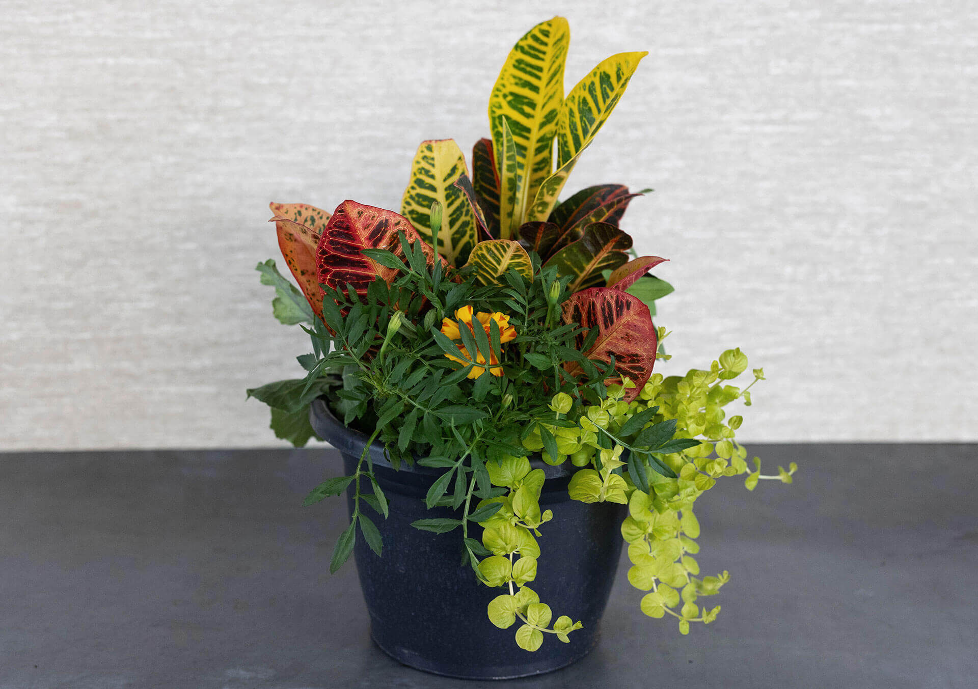 Patio Planters | Bachman's