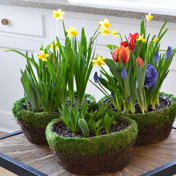 Find Spring Flowers & Home Goods at Bachman's in Minnesota