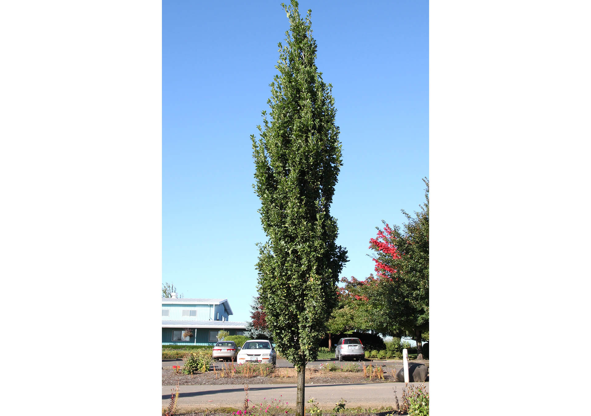 Yard Trees for Sale in Minnesota at Bachman's