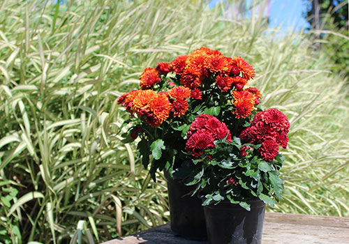 What are the different types of mums? | Bachman's