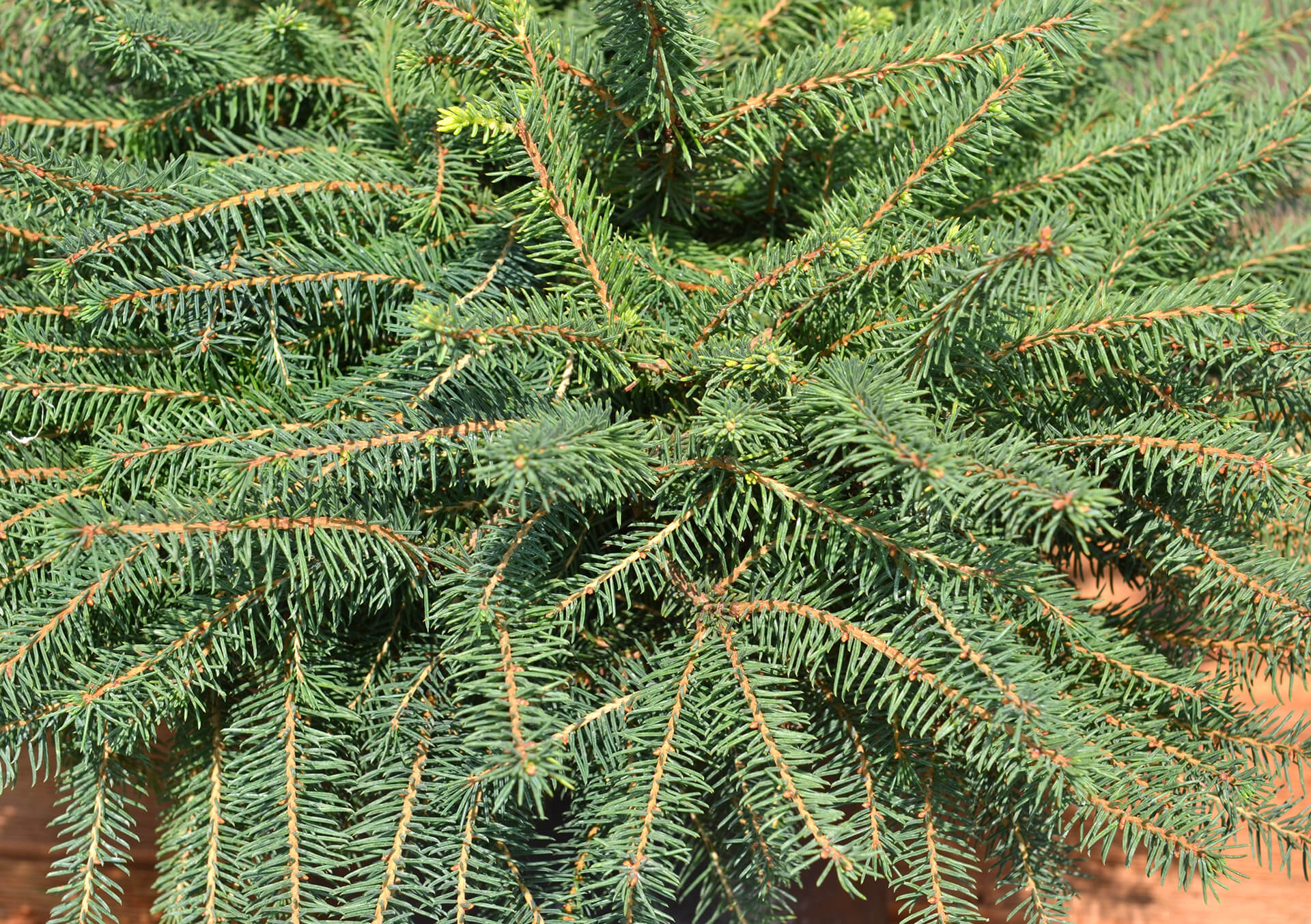 Shop Spruce, Pine and More Evergreens for Delivery | Bachman's