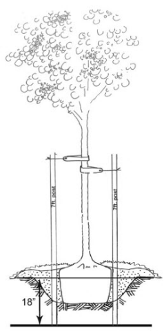 Staking Trees in MN, Bachman's Minnesota
