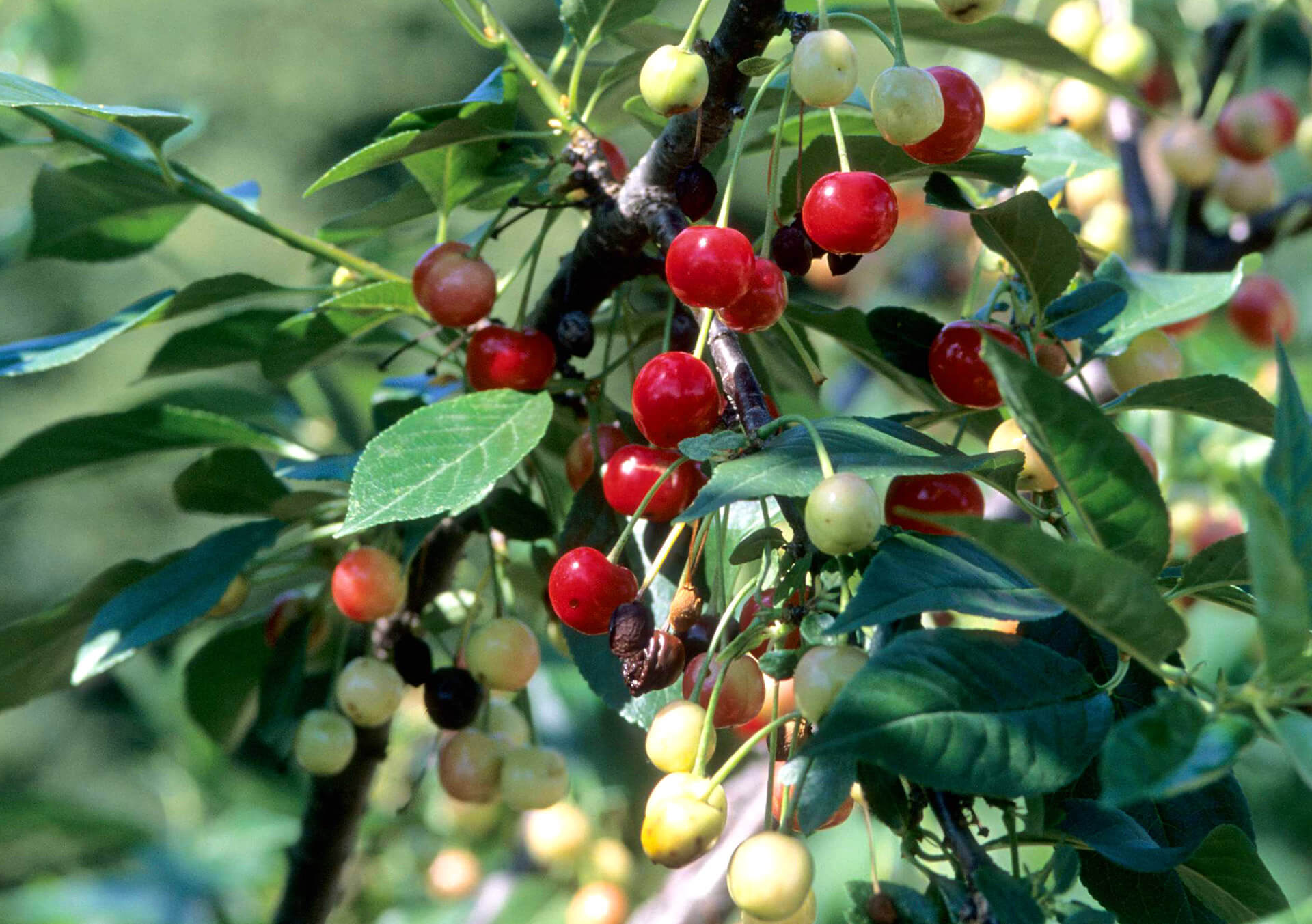 Yard Trees for Sale in Minnesota at Bachman's