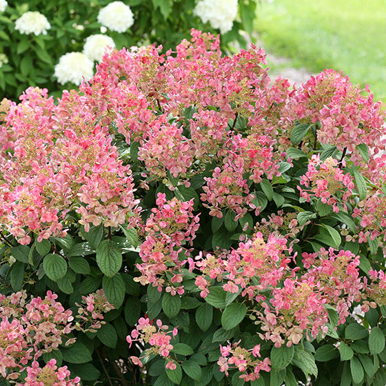 Order Trees, Shrubs, Hydrangeas & Evergreens for Minneapolis Delivery ...