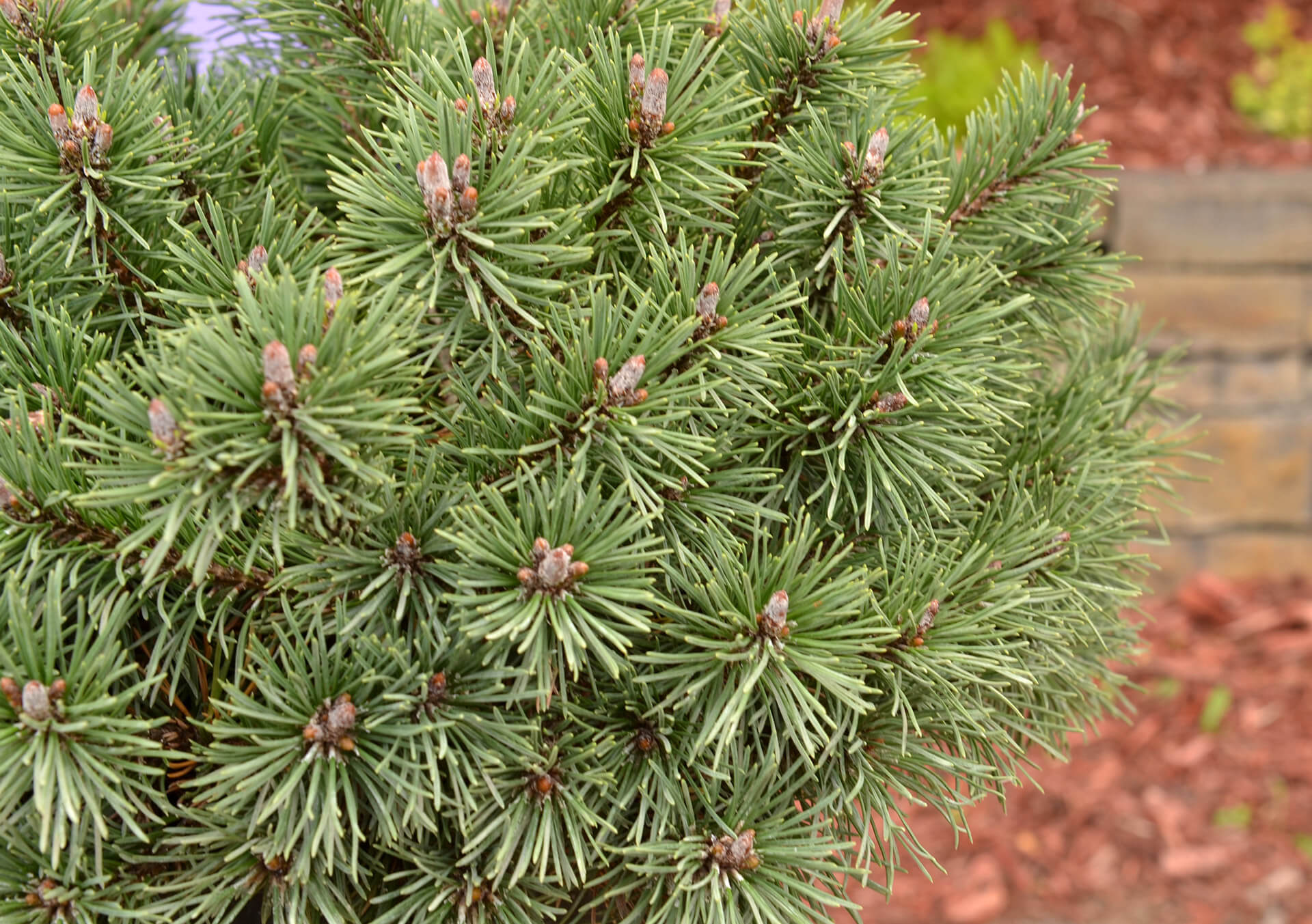 Evergreen Trees for Sale in Minnesota at Bachman's