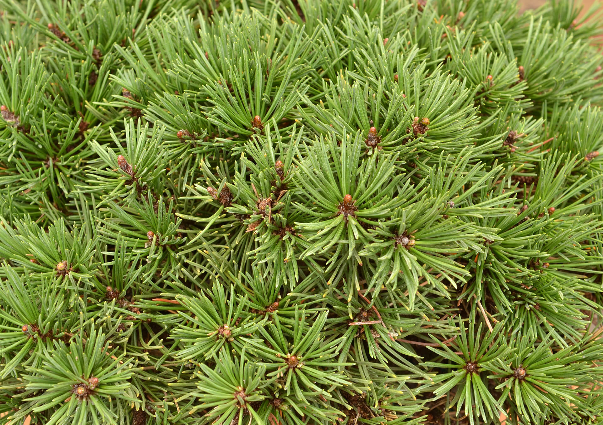 Shop Spruce, Pine and More Evergreens for Delivery | Bachman's