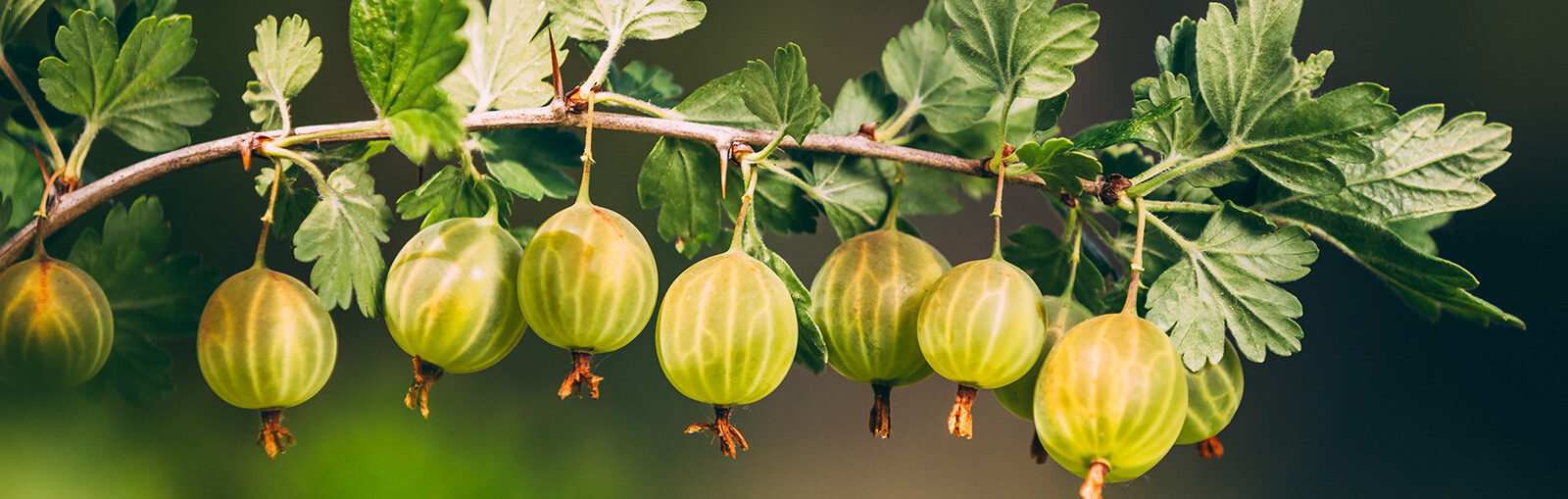 Bachman's Garden & Plant Care Information | Garden Experts