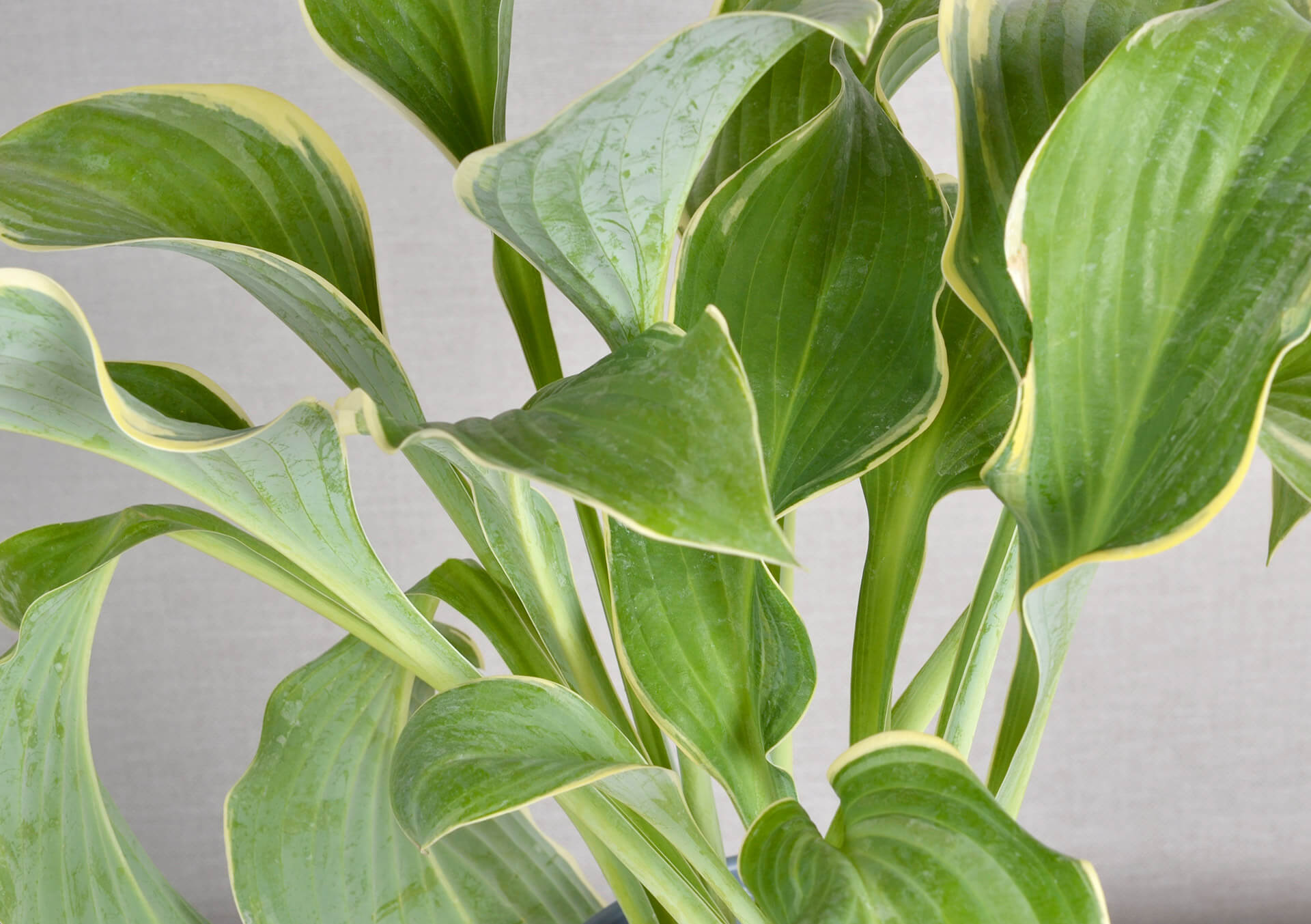 Hosta 'Regal Splendor'