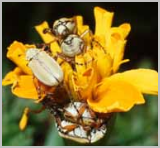 Common Problems for Garden Roses, Bachman's Minnesota