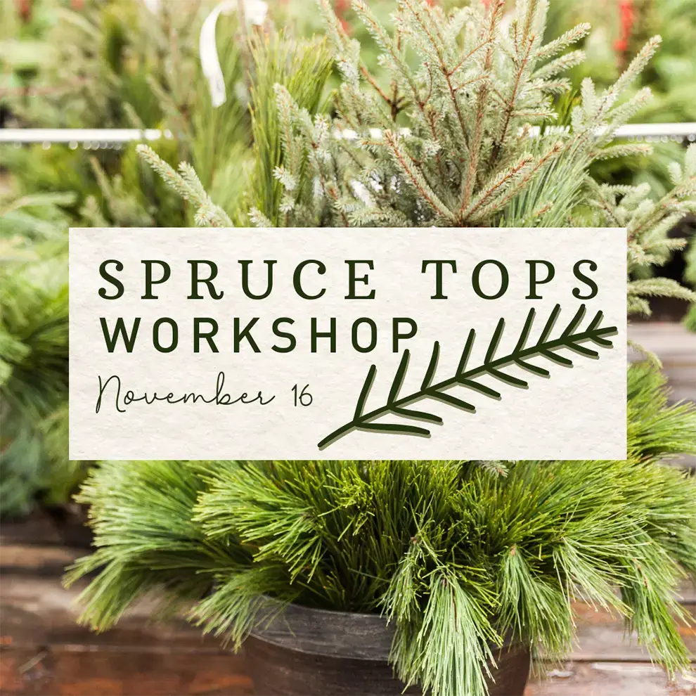 Buy Gift & Home Decor and Accessories from Bachman's in Minnesota