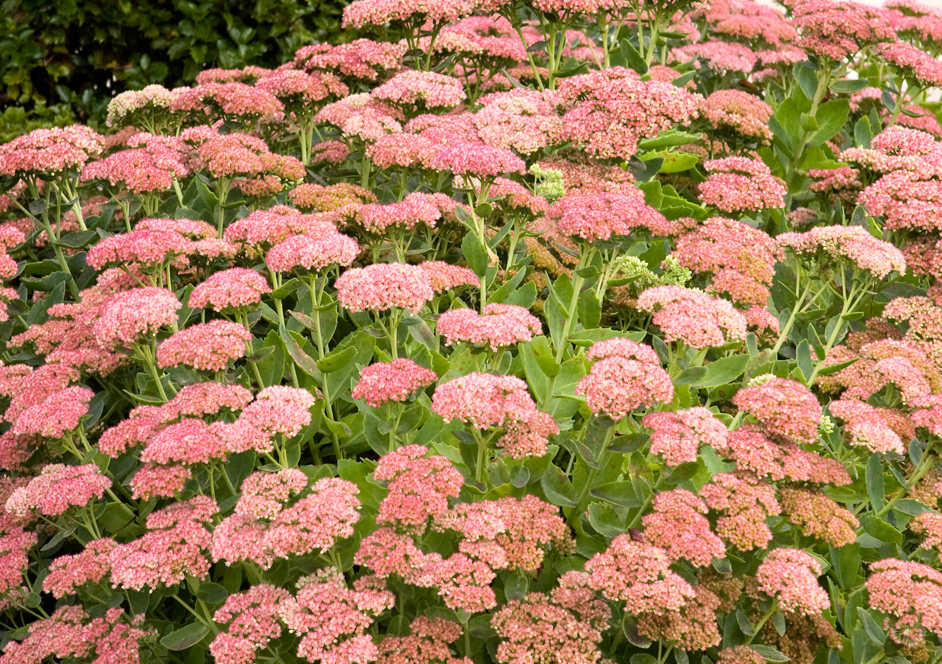 Specialty Perennial Gardens | Bachman's