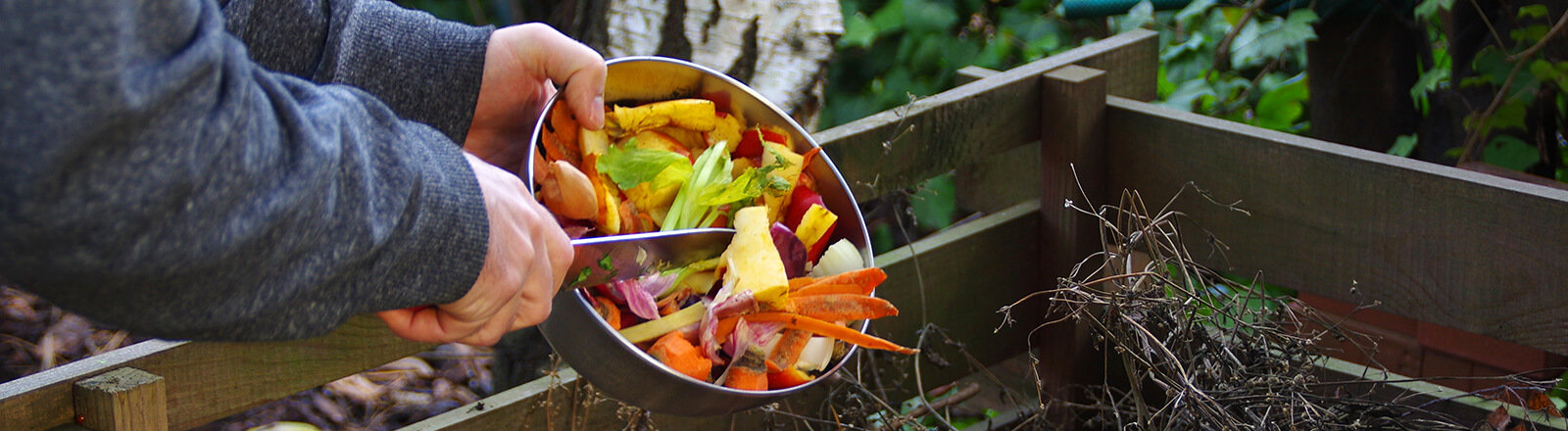 Bachman's Garden & Plant Care Information | Garden Experts