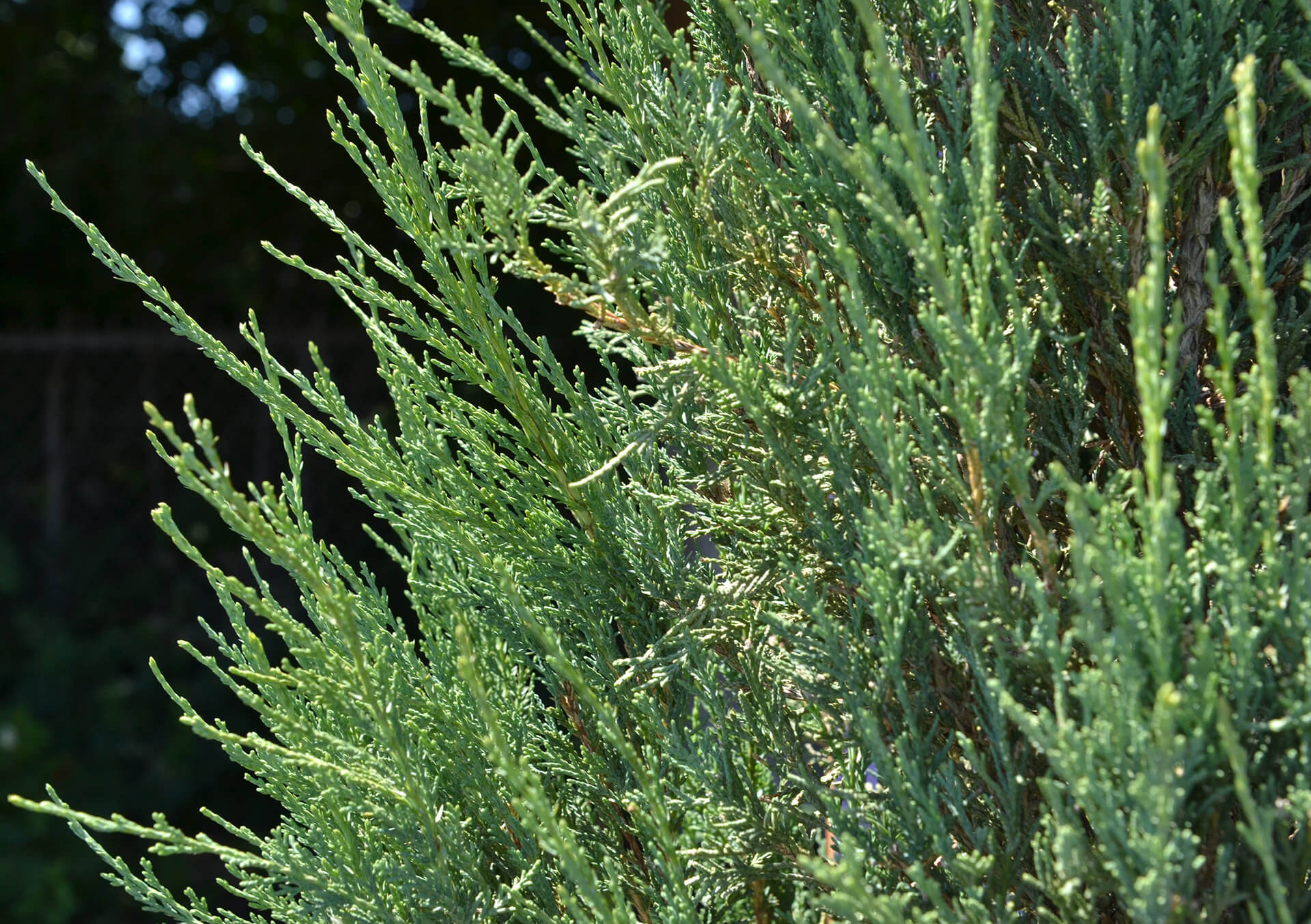 Shop Spruce, Pine and More Evergreens for Delivery | Bachman's