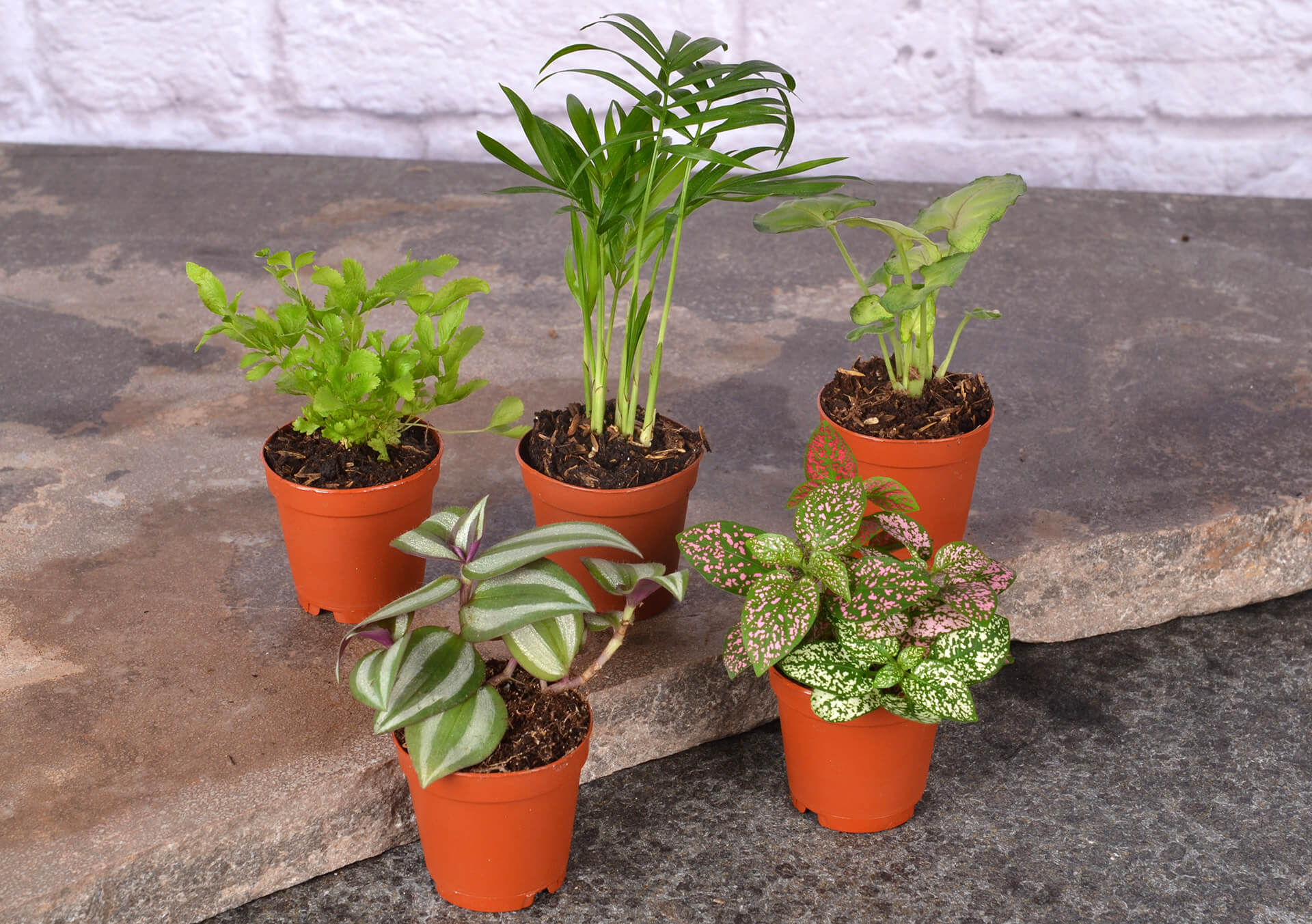 Miniature Garden and Terrarium Plants and Supplies for Sale in ...