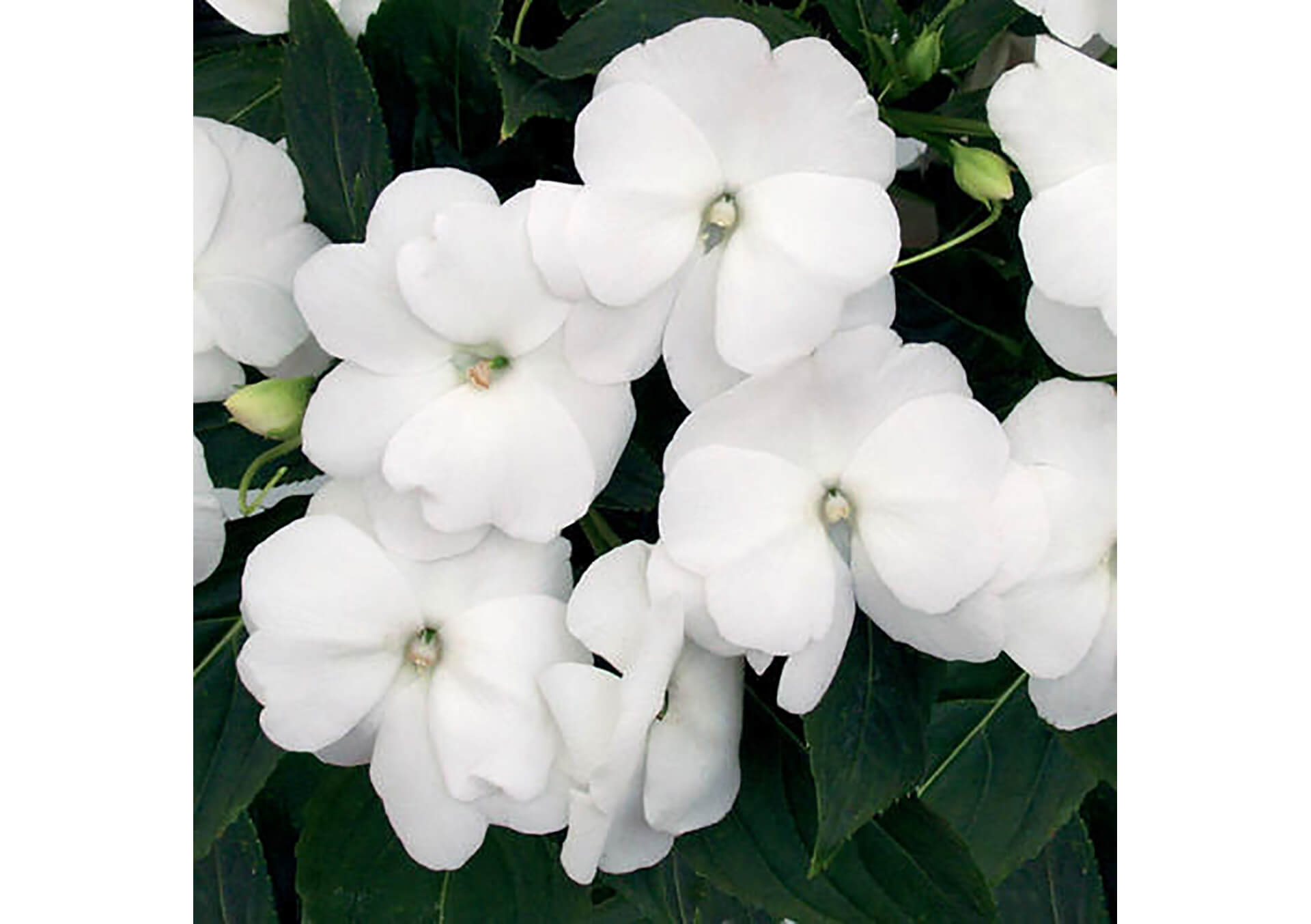 Shop Annual Plants For Your Garden | Bachman's