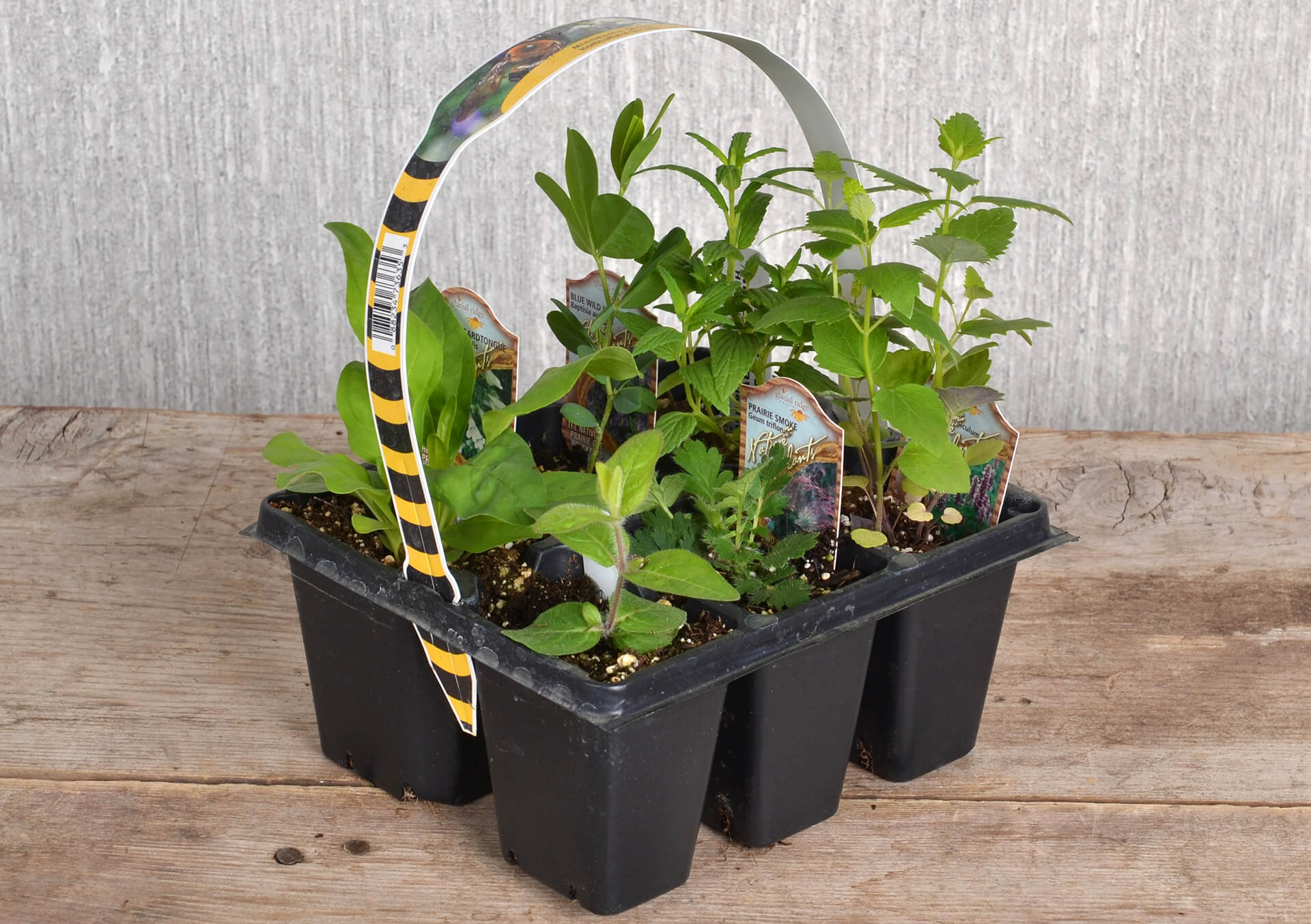 Shop Garden Perennials + Vines | Order Online Or In-store | Bachman's MN