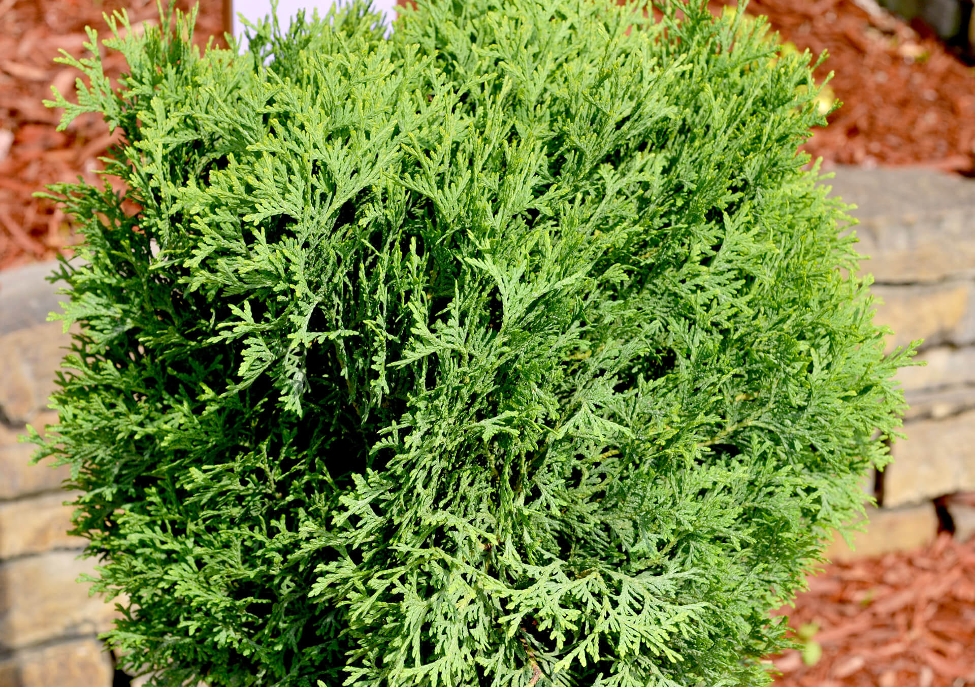 Shop Spruce, Pine and More Evergreens for Delivery | Bachman's