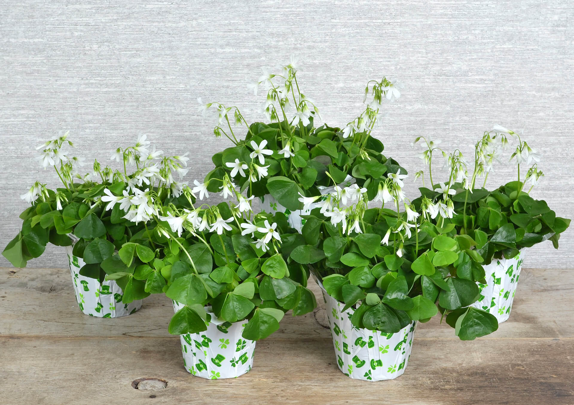 Minneapolis Flower Delivery | Bachman's Floral, Home and Garden