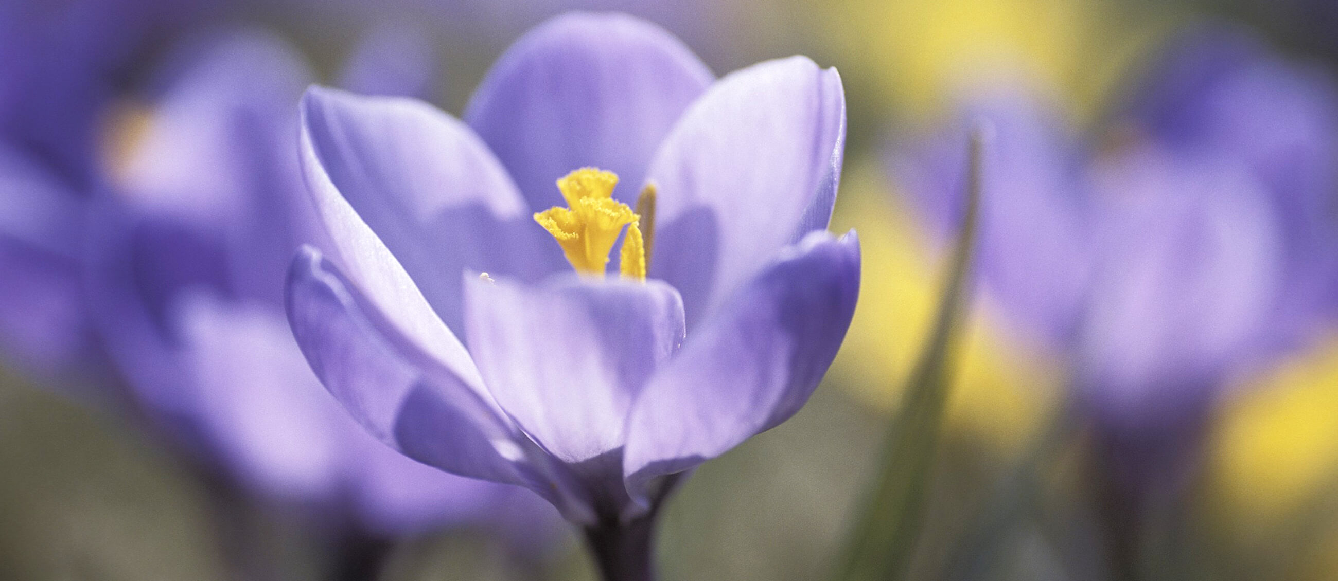 Bachman's Garden & Plant Care Information | Garden Experts