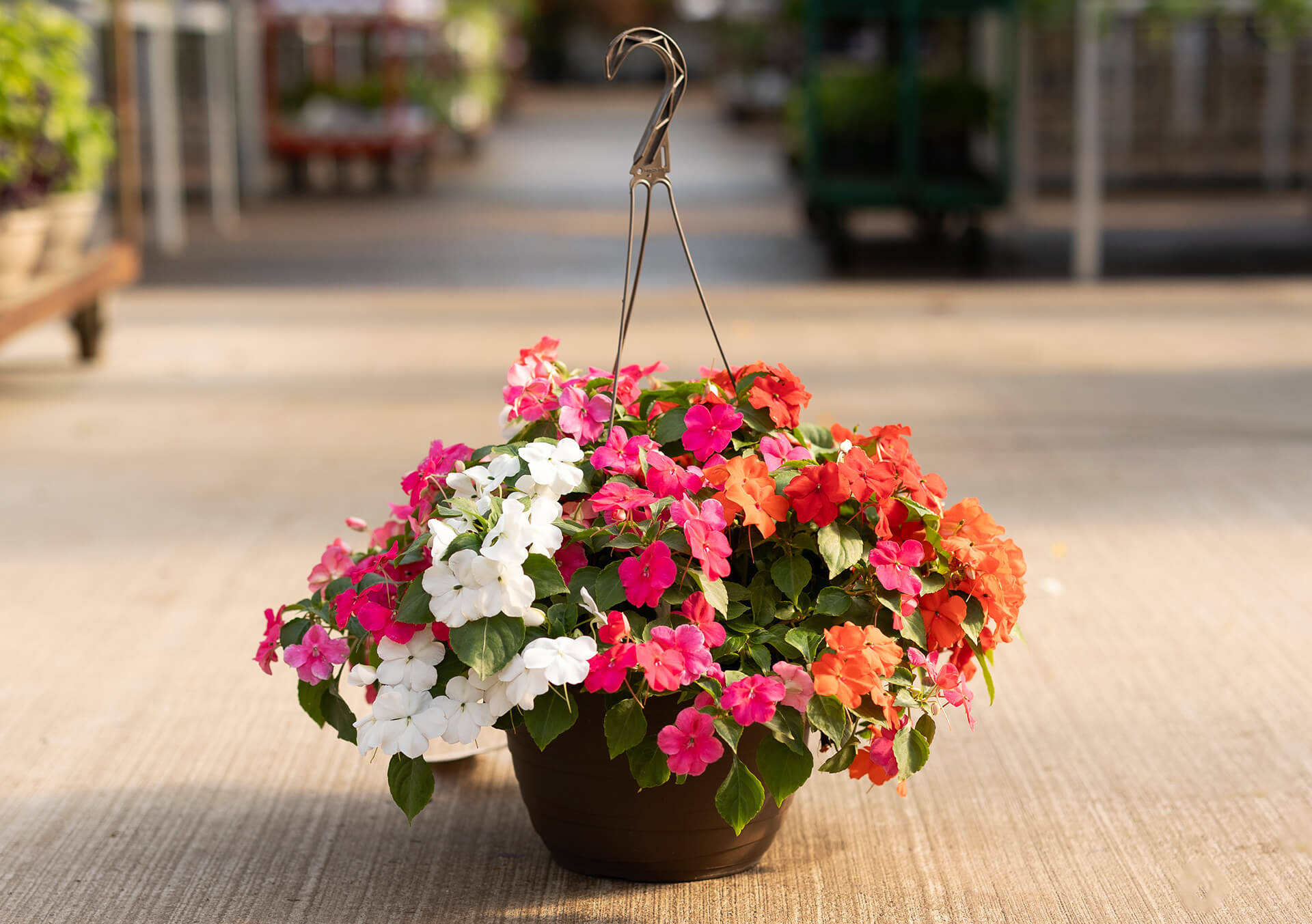 Bachman's Garden Center & Flower Delivery in Minneapolis | Local MN ...